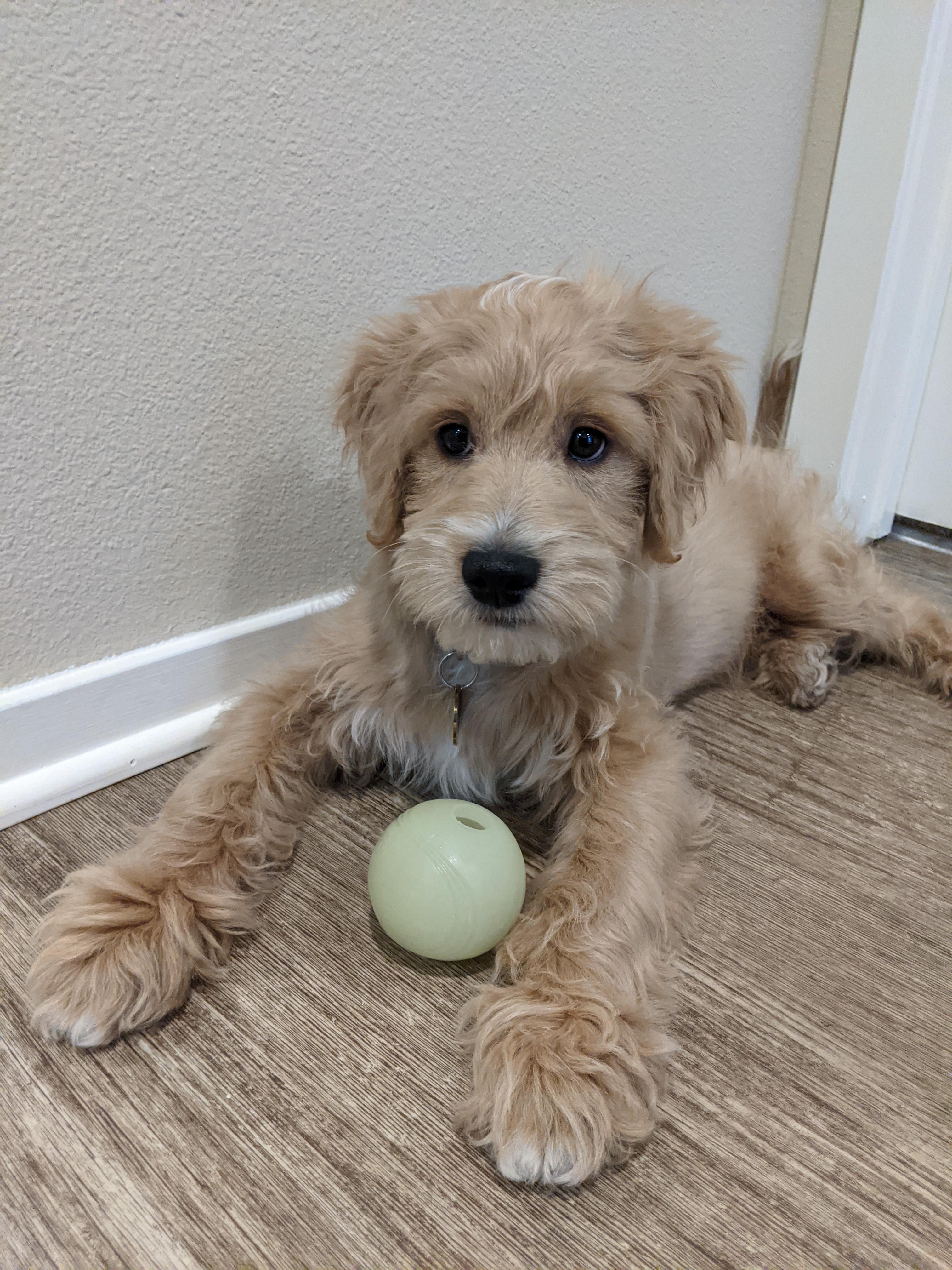Meet Frankie, our 14 week mini! | Scrolller