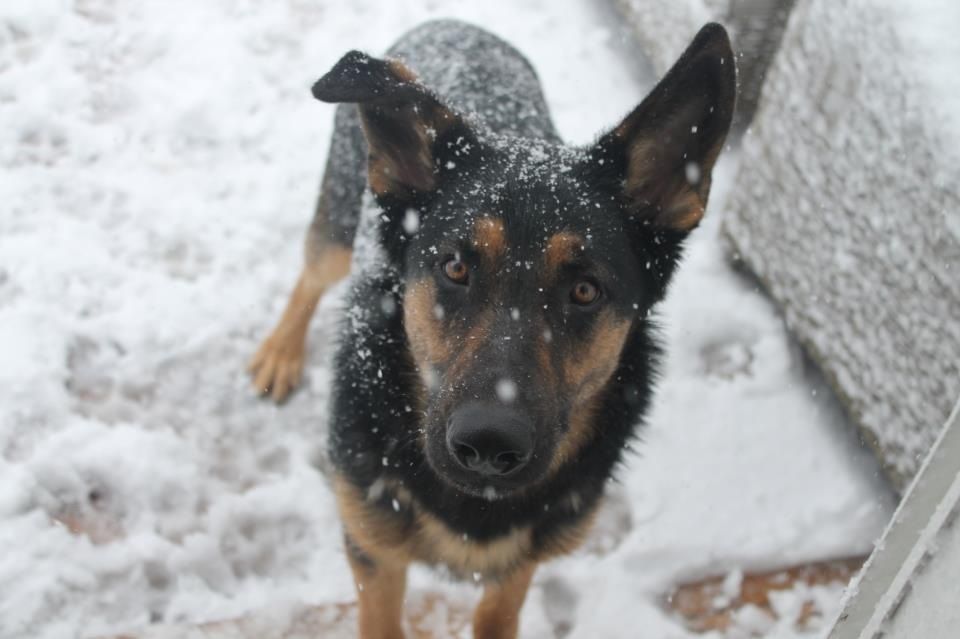 Meet George | Scrolller