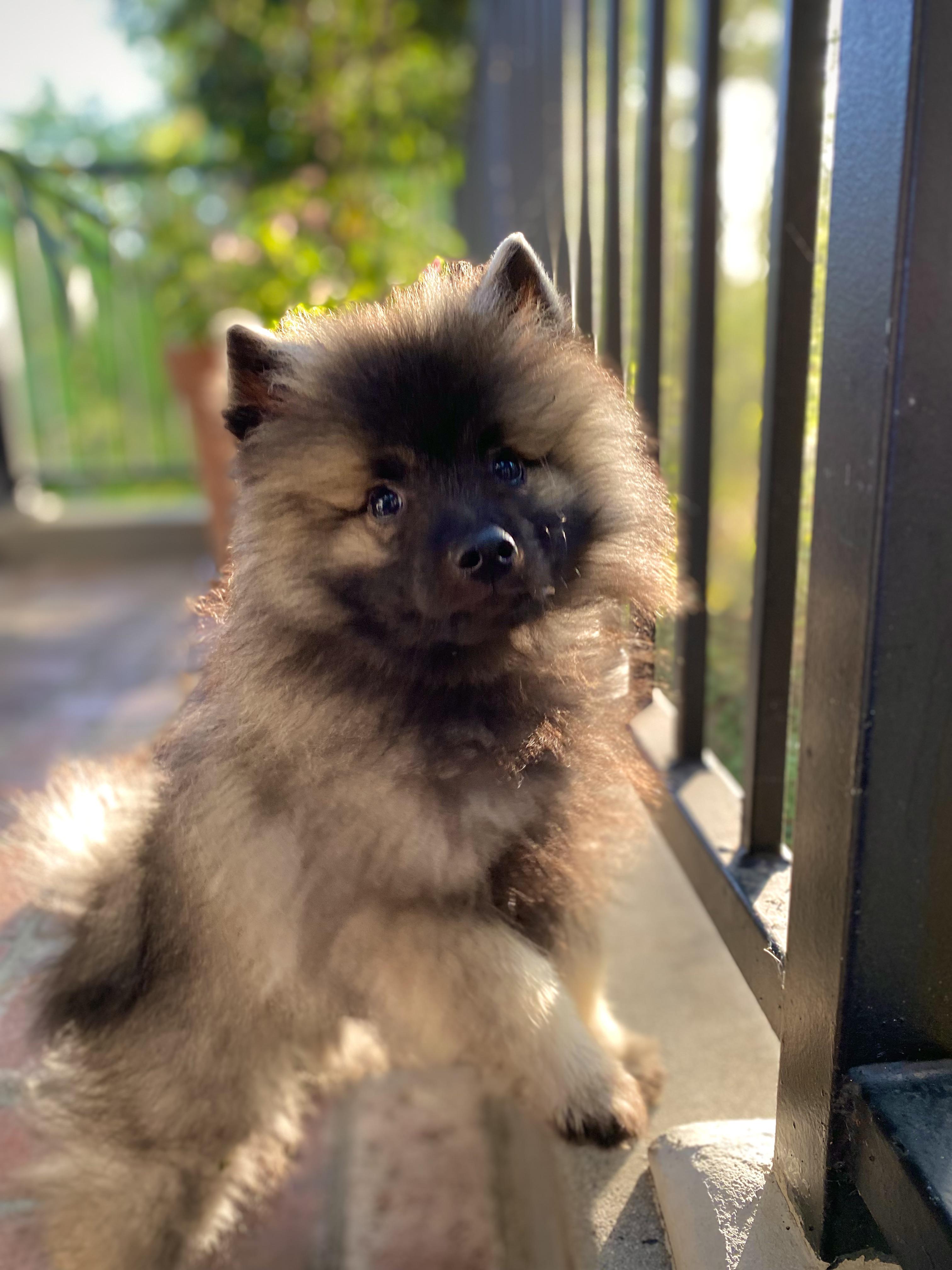 Meet Hans! Out and about checking his new territory! (First morning in his new home) | Scrolller
