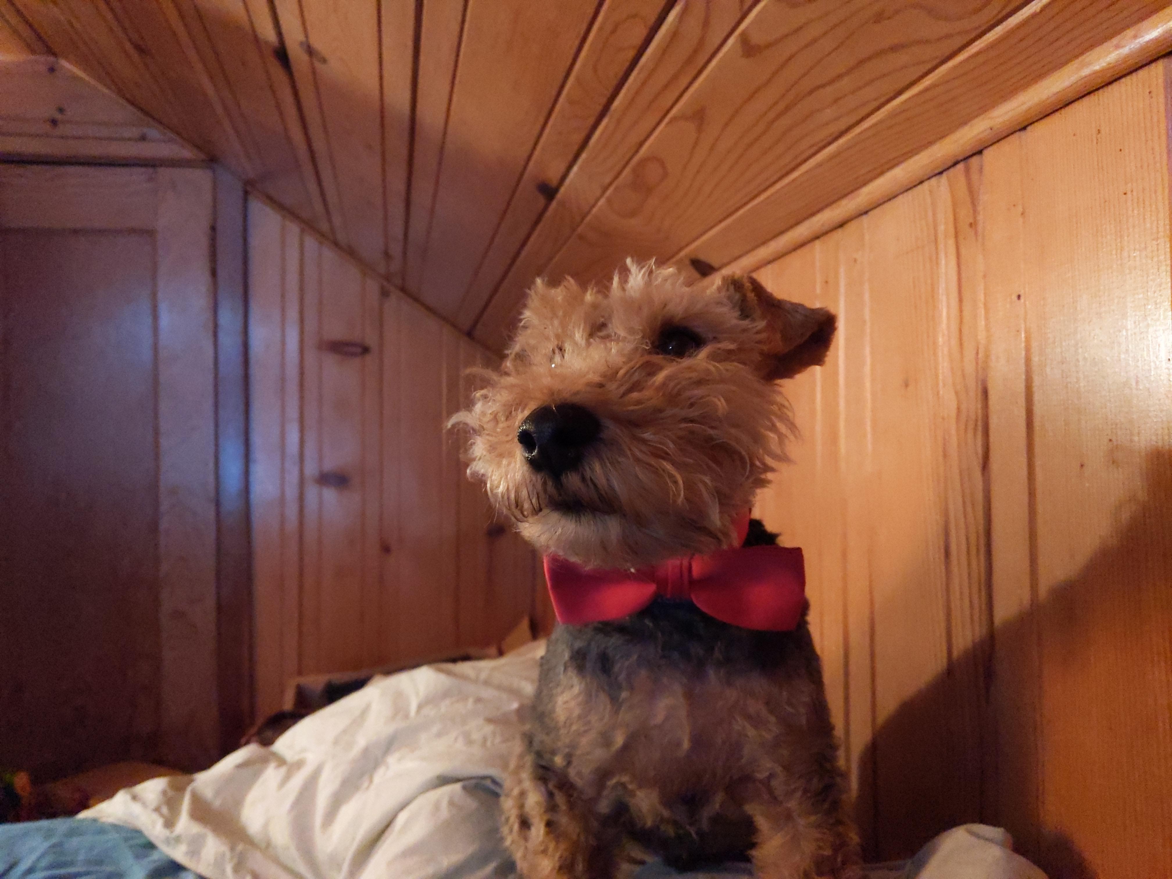 Meet Hera, wearing her formal attire | Scrolller