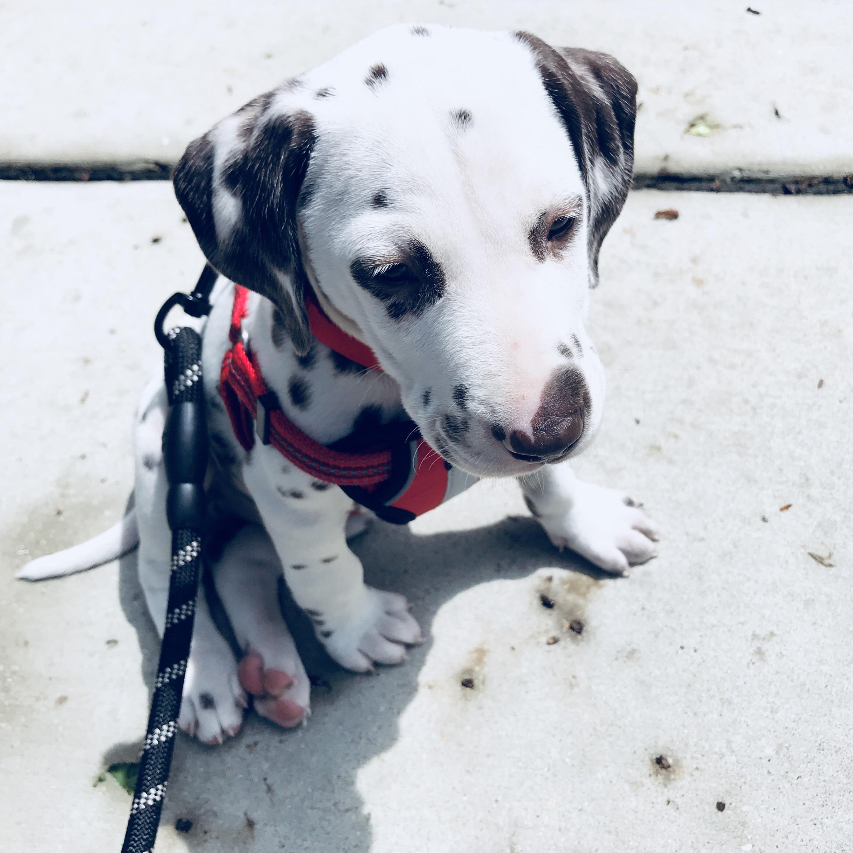 Meet Hunter! 10 weeks old. | Scrolller