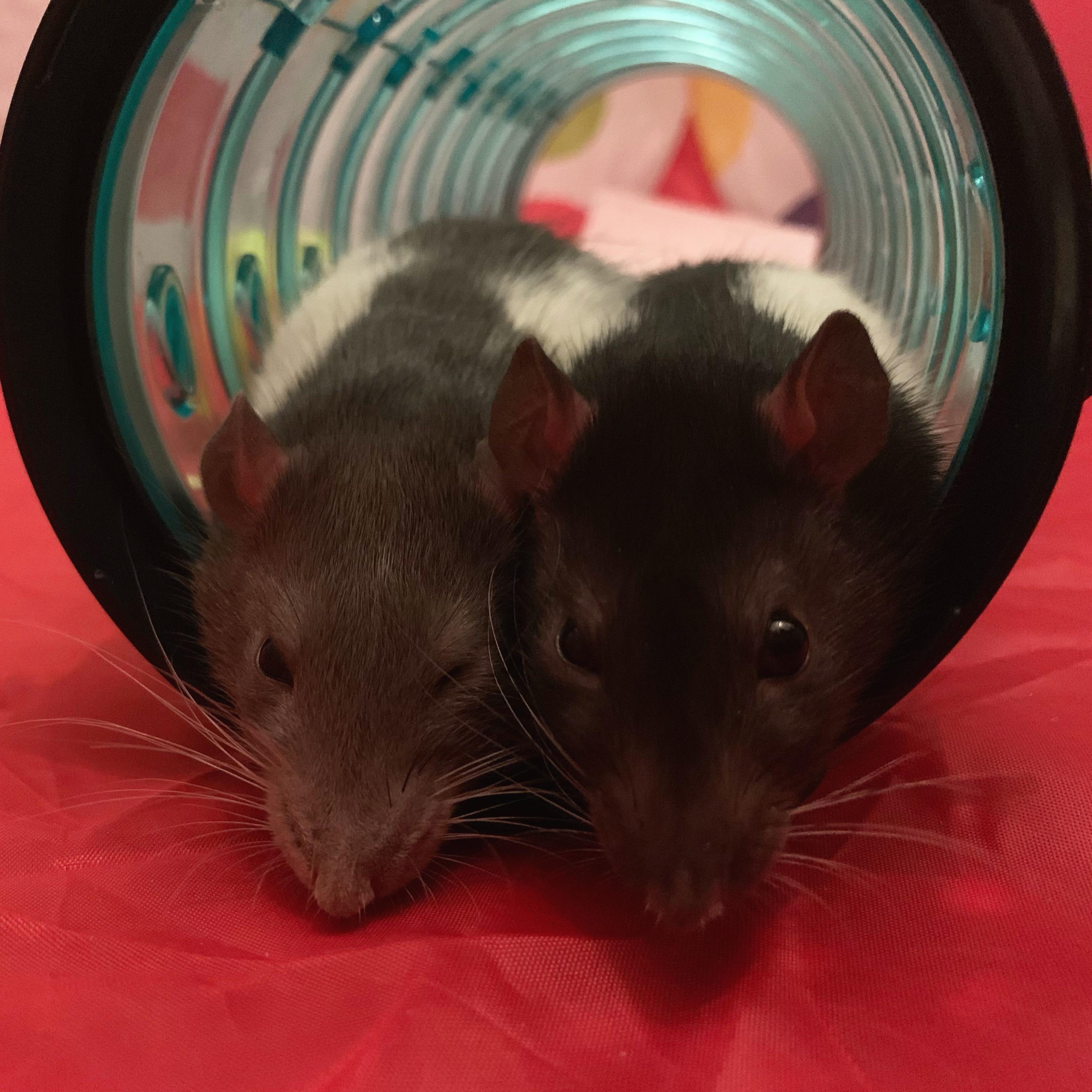 Meet Jimmy and Jesse! | Scrolller