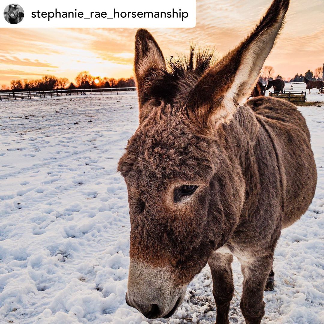 Meet Jimmy. My horses best friend. They are nearly inseparable. ️ ️ ️ | Scrolller