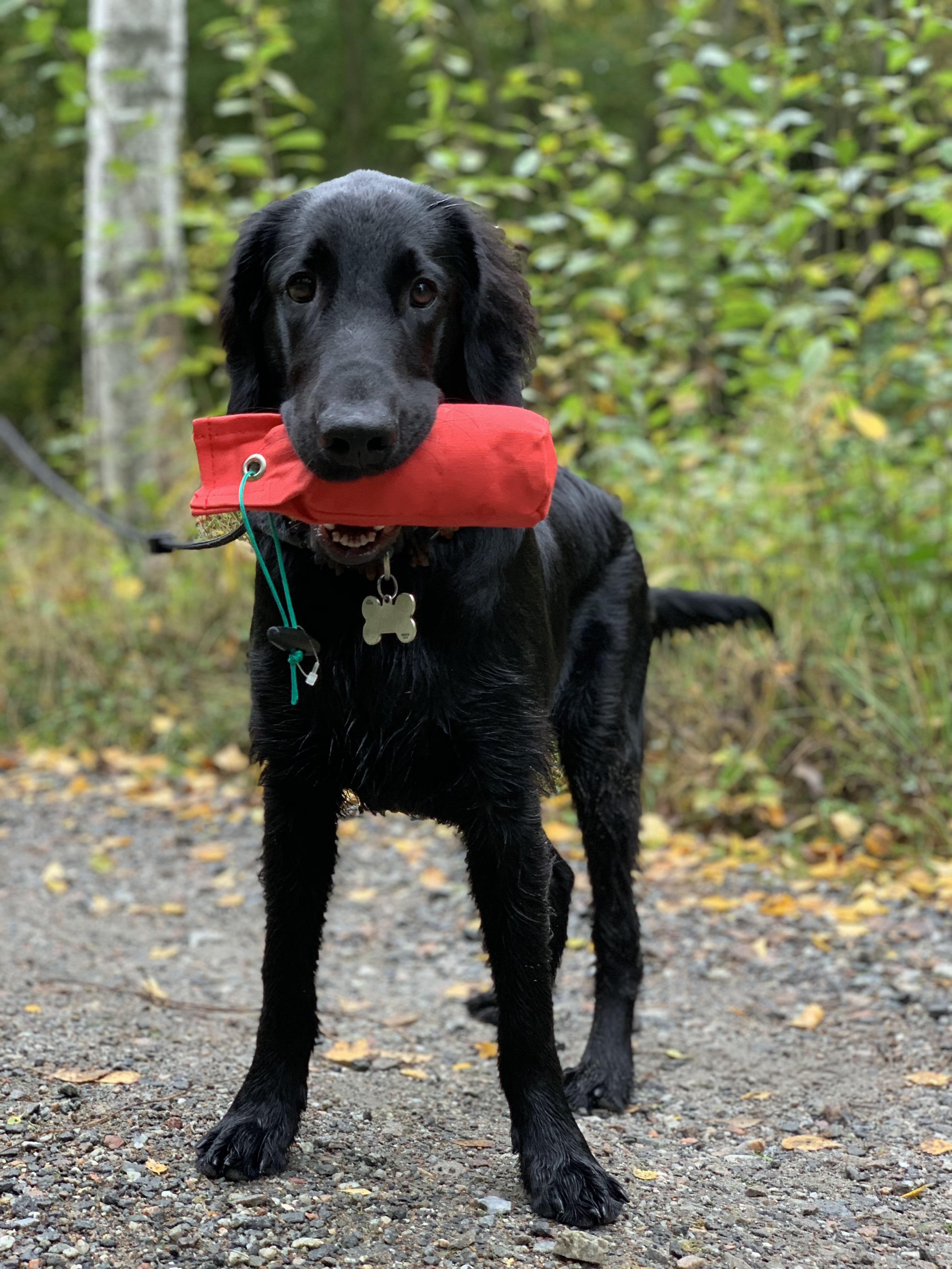 Meet Legolas, my six month old flat-coated retriever puppy! | Scrolller