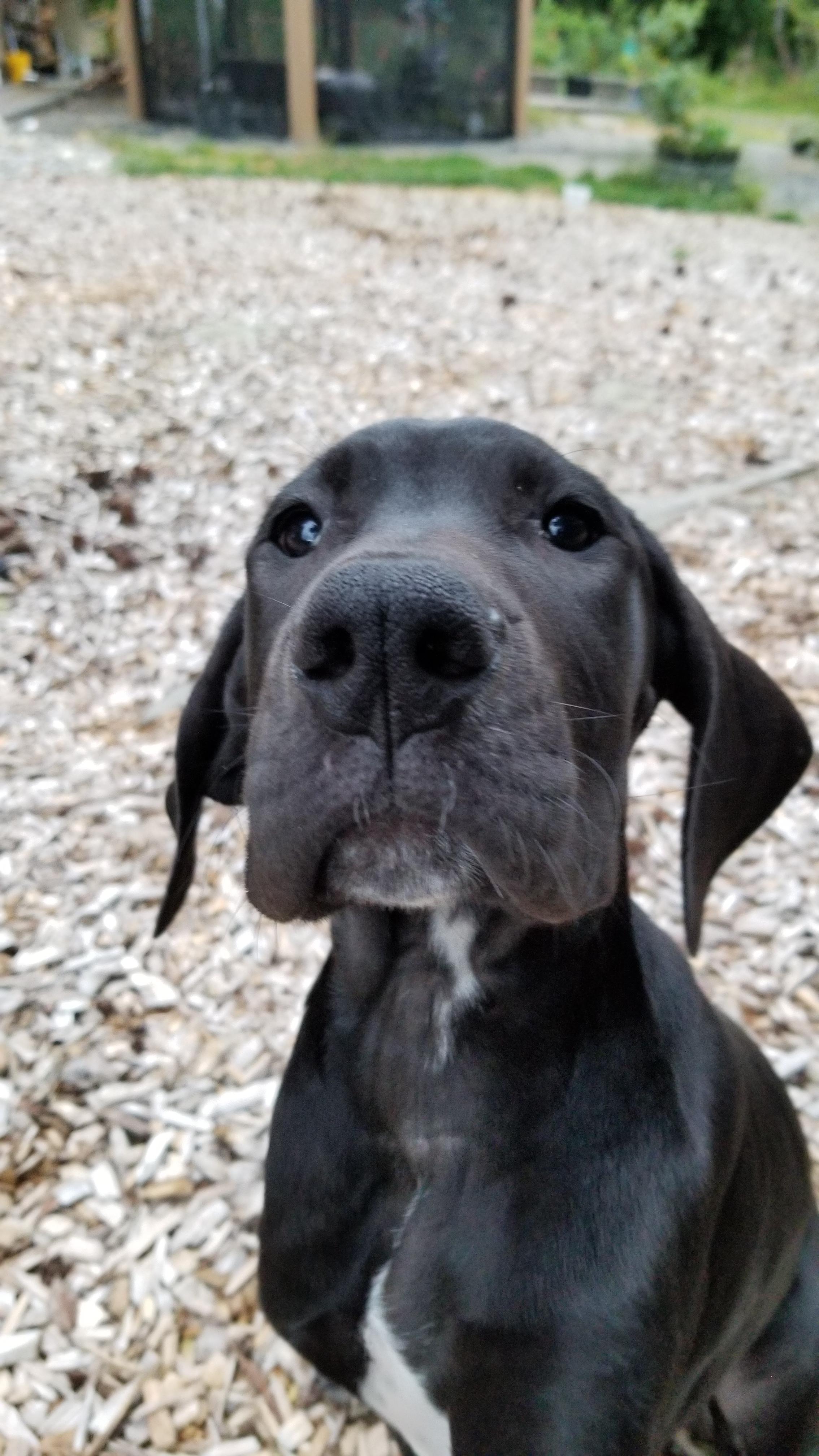 Meet Lily Munster! | Scrolller