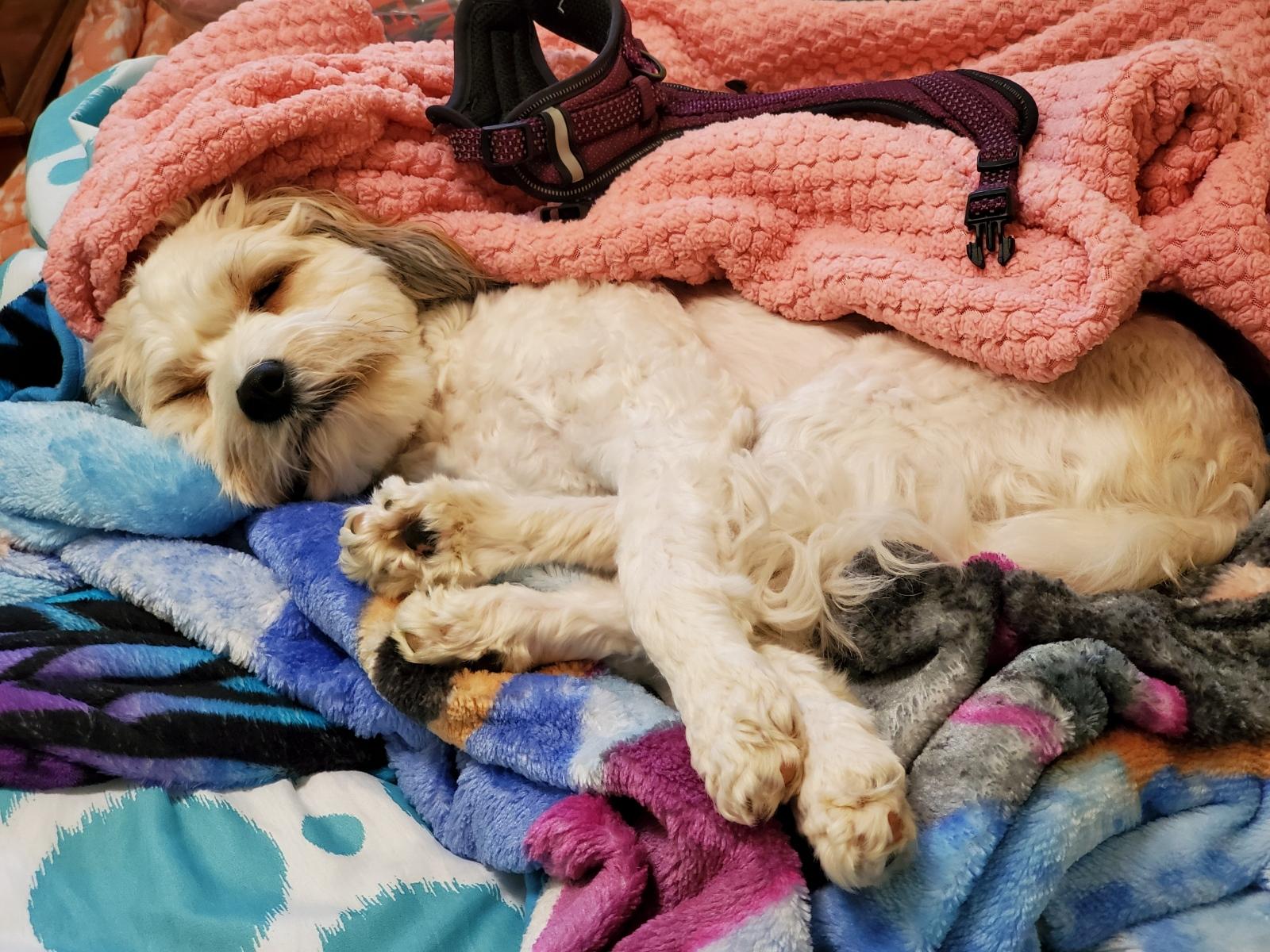 Meet Lola Bean! | Scrolller