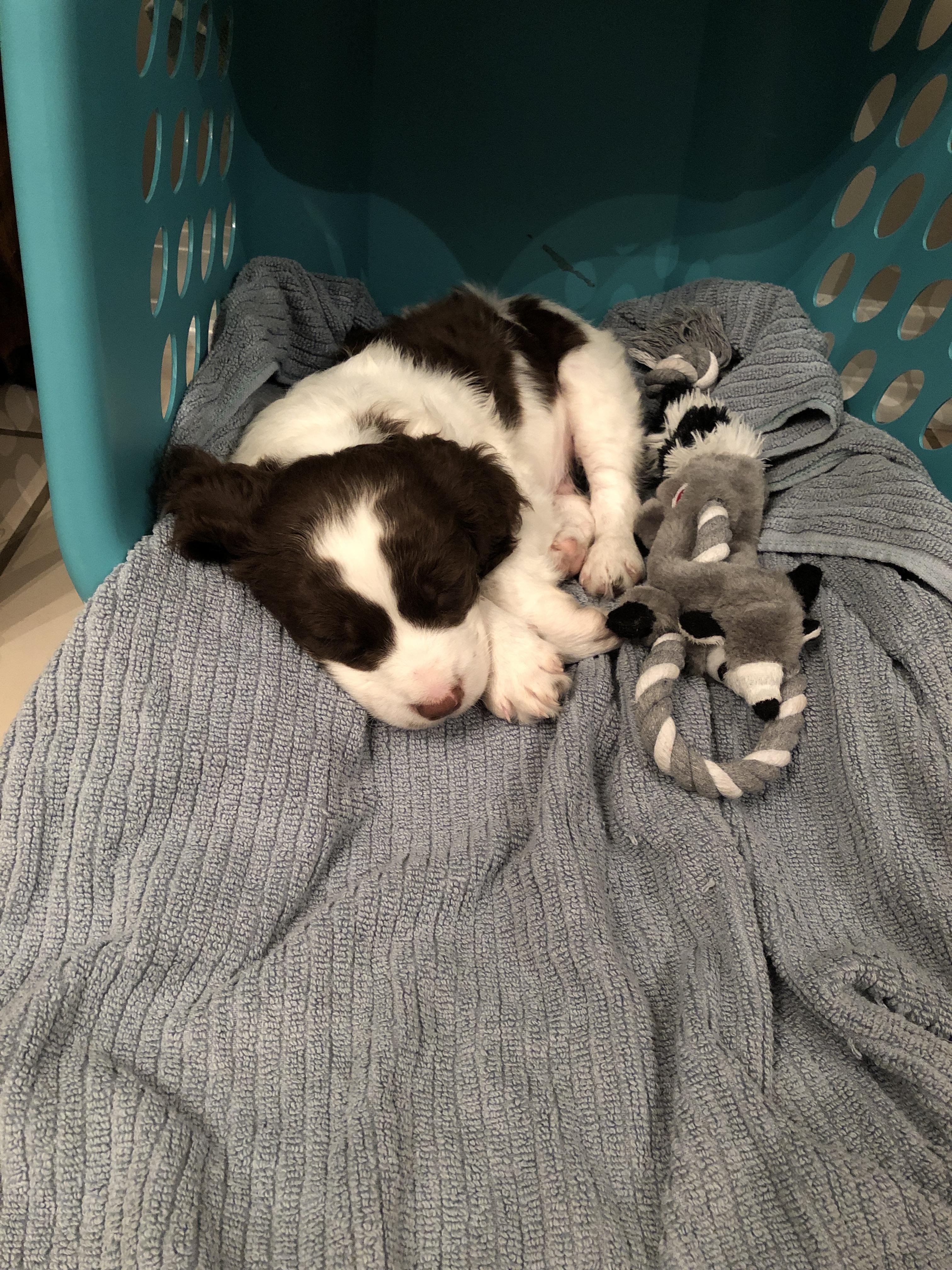 Meet Louie | Scrolller