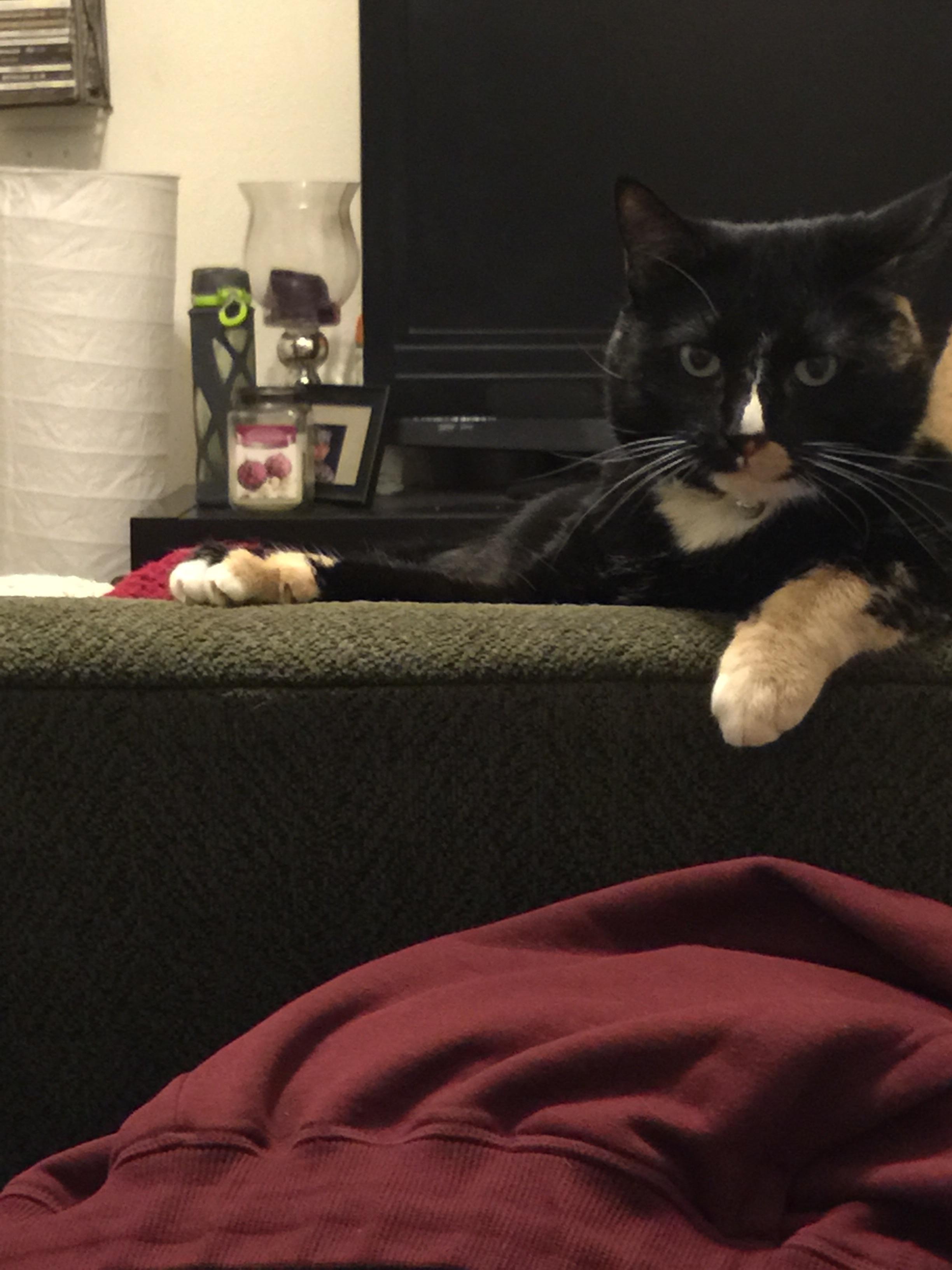 Meet Lucy. Yes, she's judging you. | Scrolller