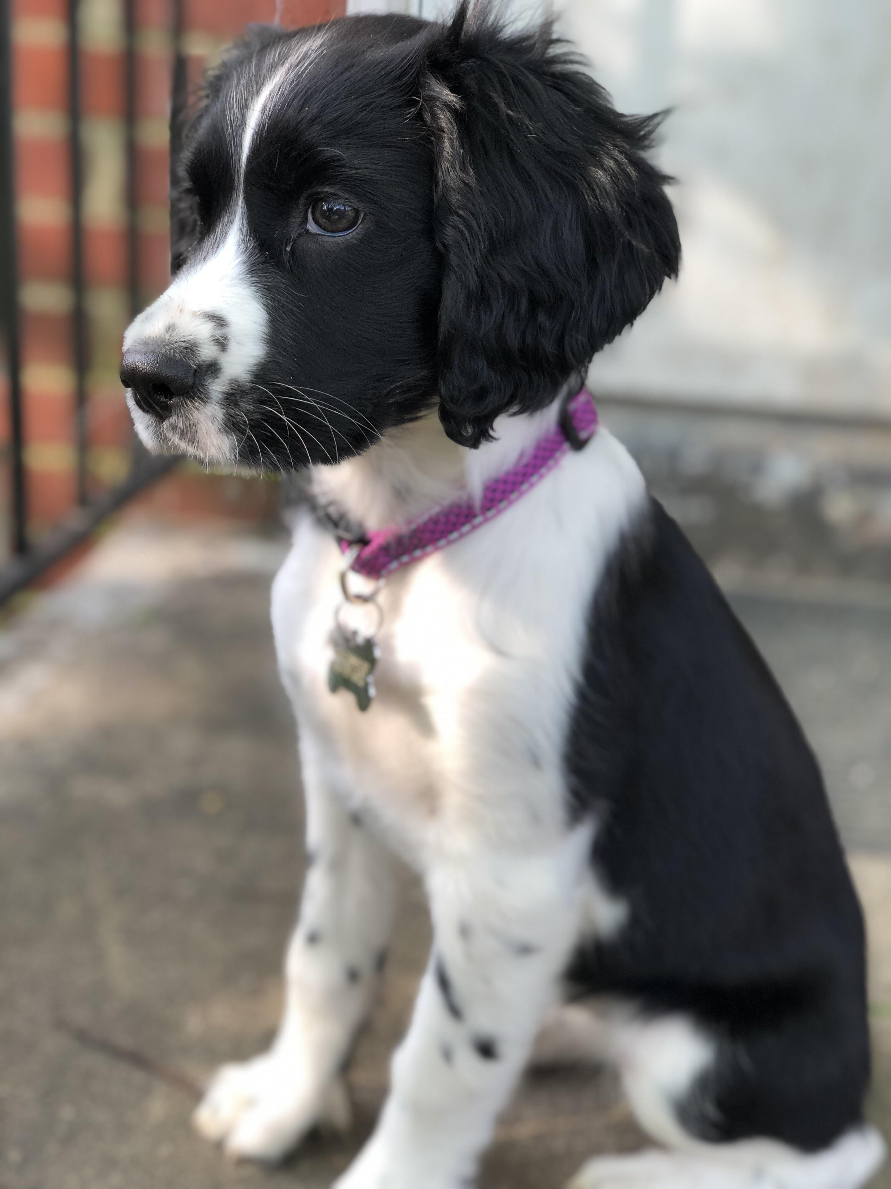 Meet Mabel! Our first springer! | Scrolller