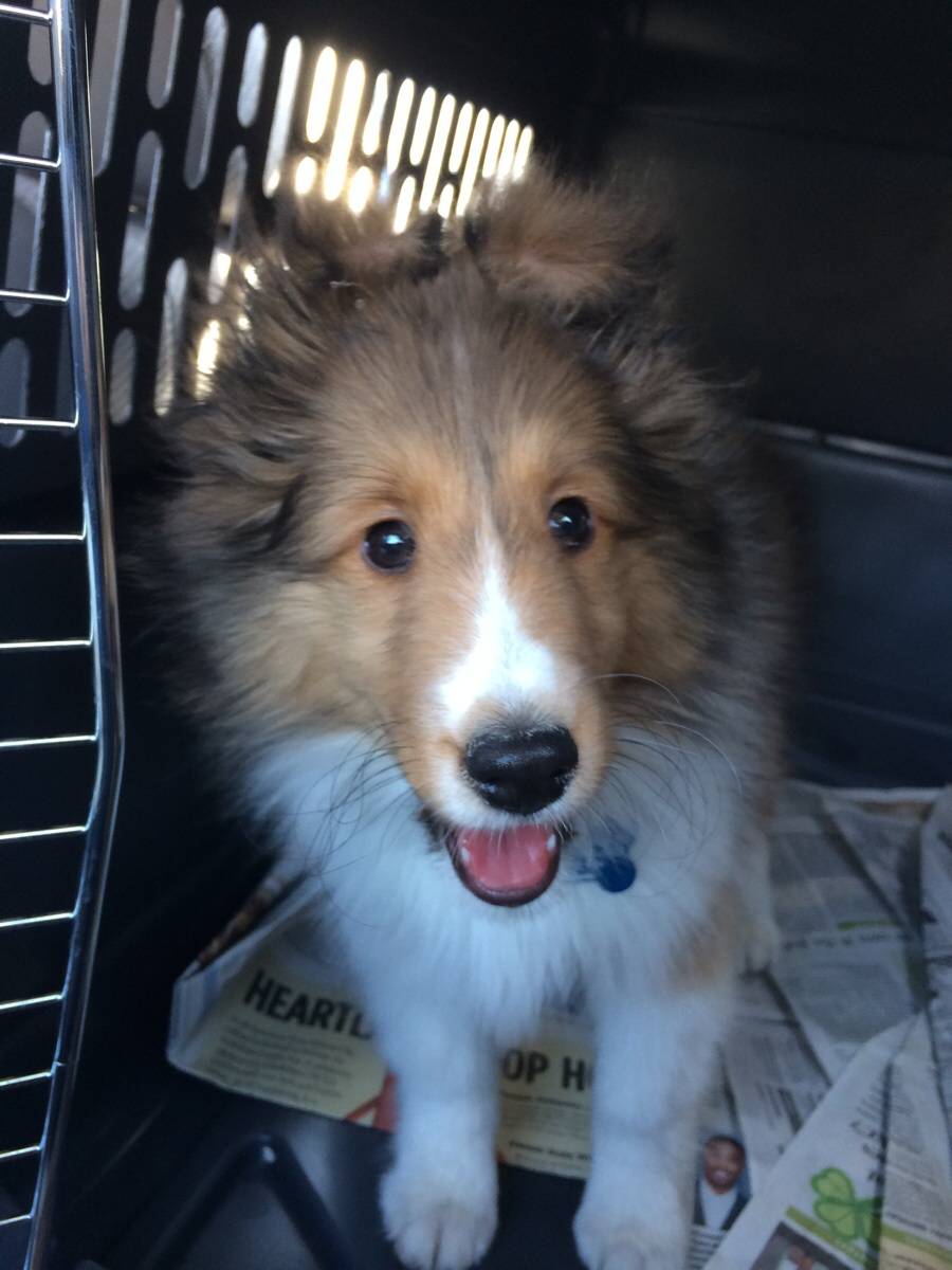 Meet MacGyver! | Scrolller