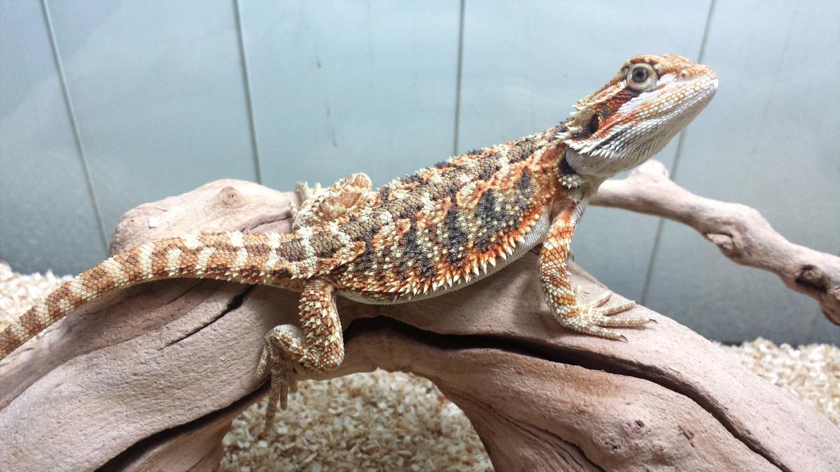 Meet Mango. | Scrolller