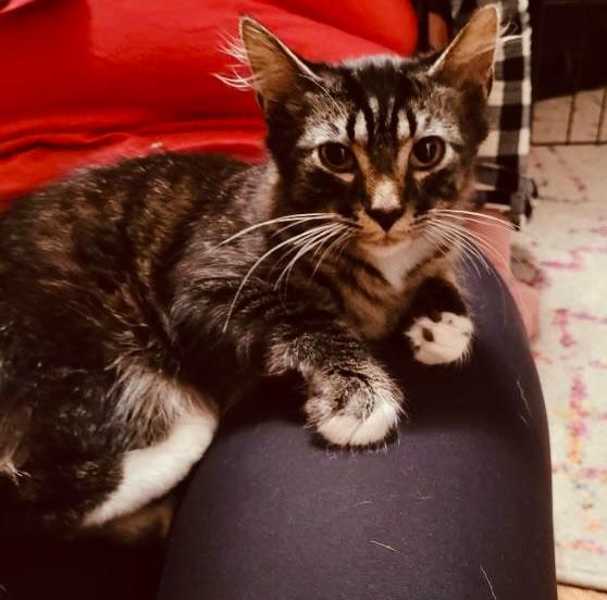 Meet Marcus Aurelius Catus | Scrolller