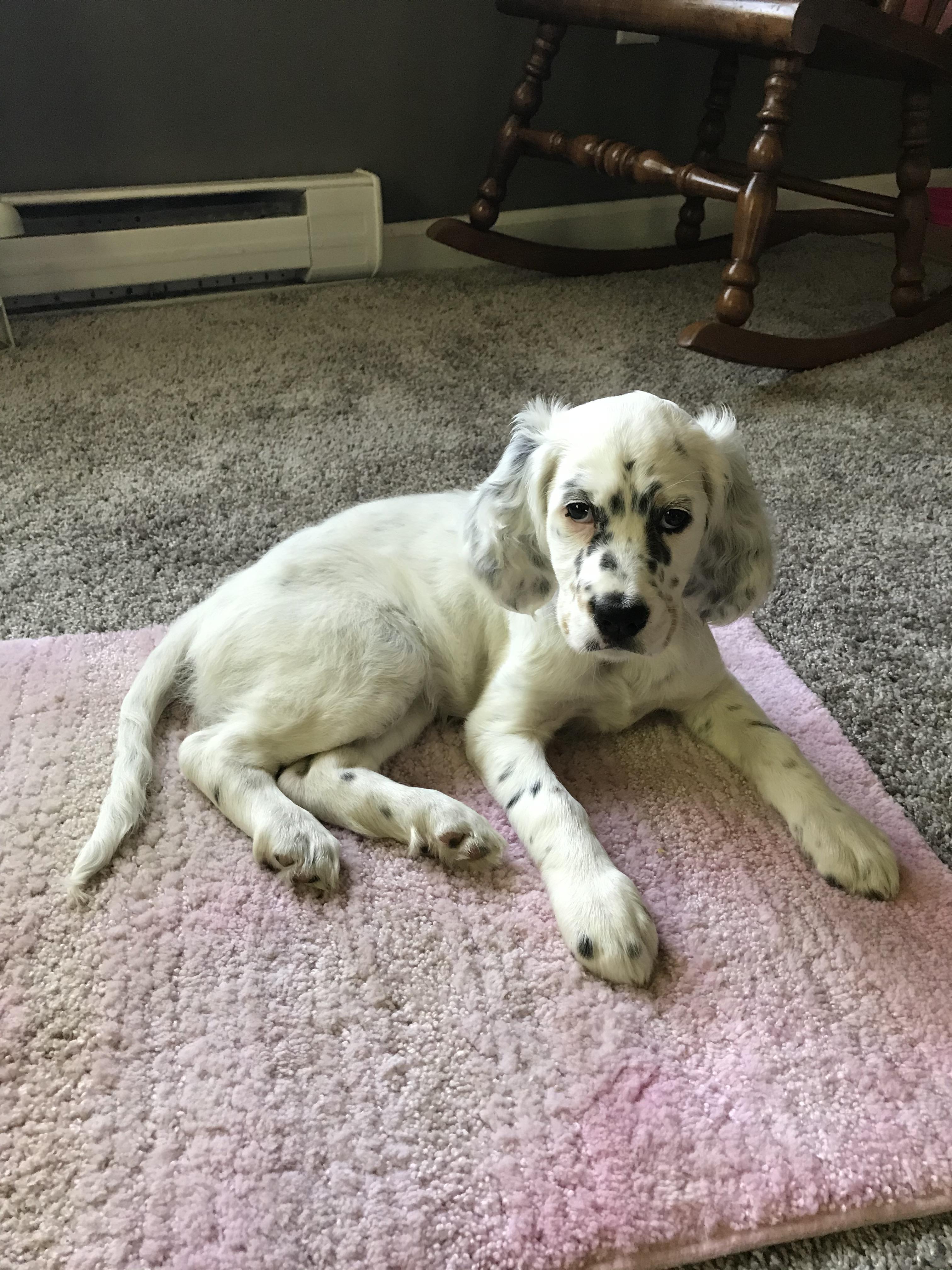 Meet Martha!!! | Scrolller