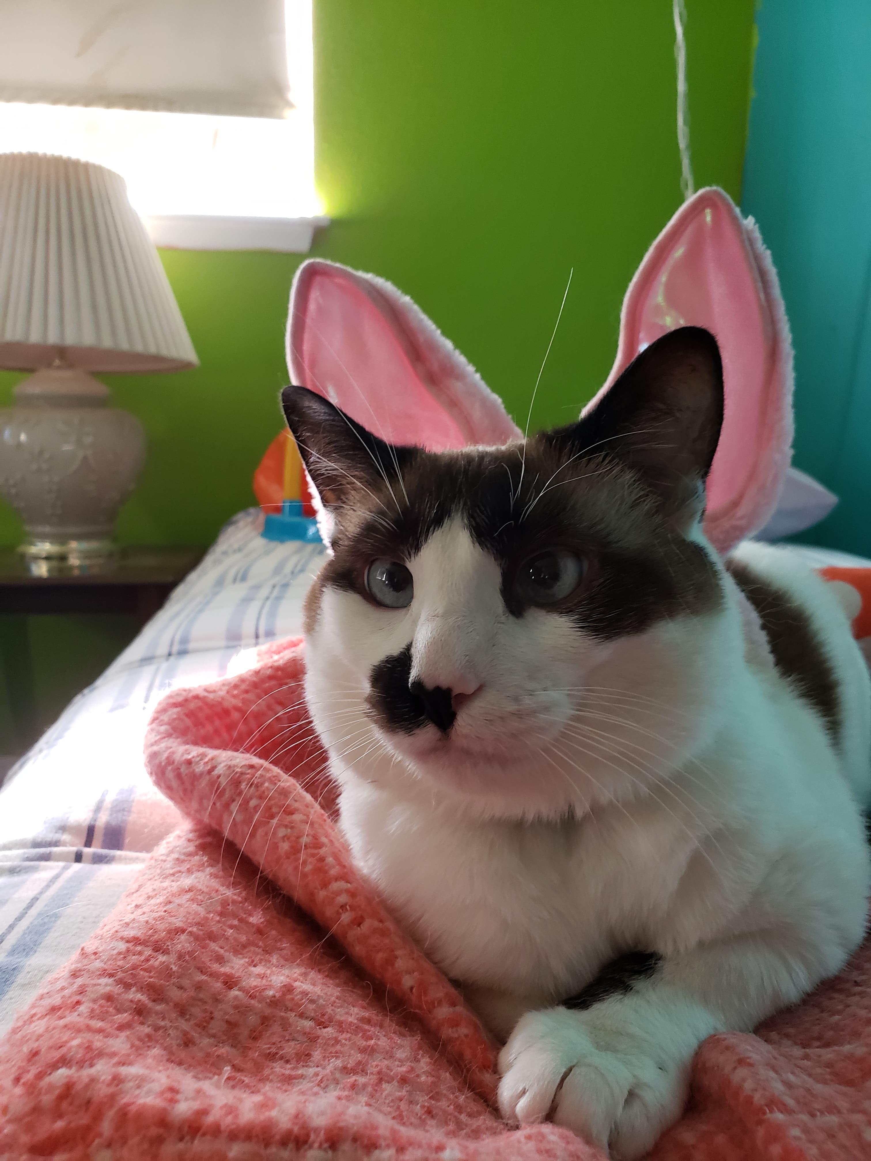 Meet Meowzilla/Meowfuhrer, the Easter Kitler | Scrolller
