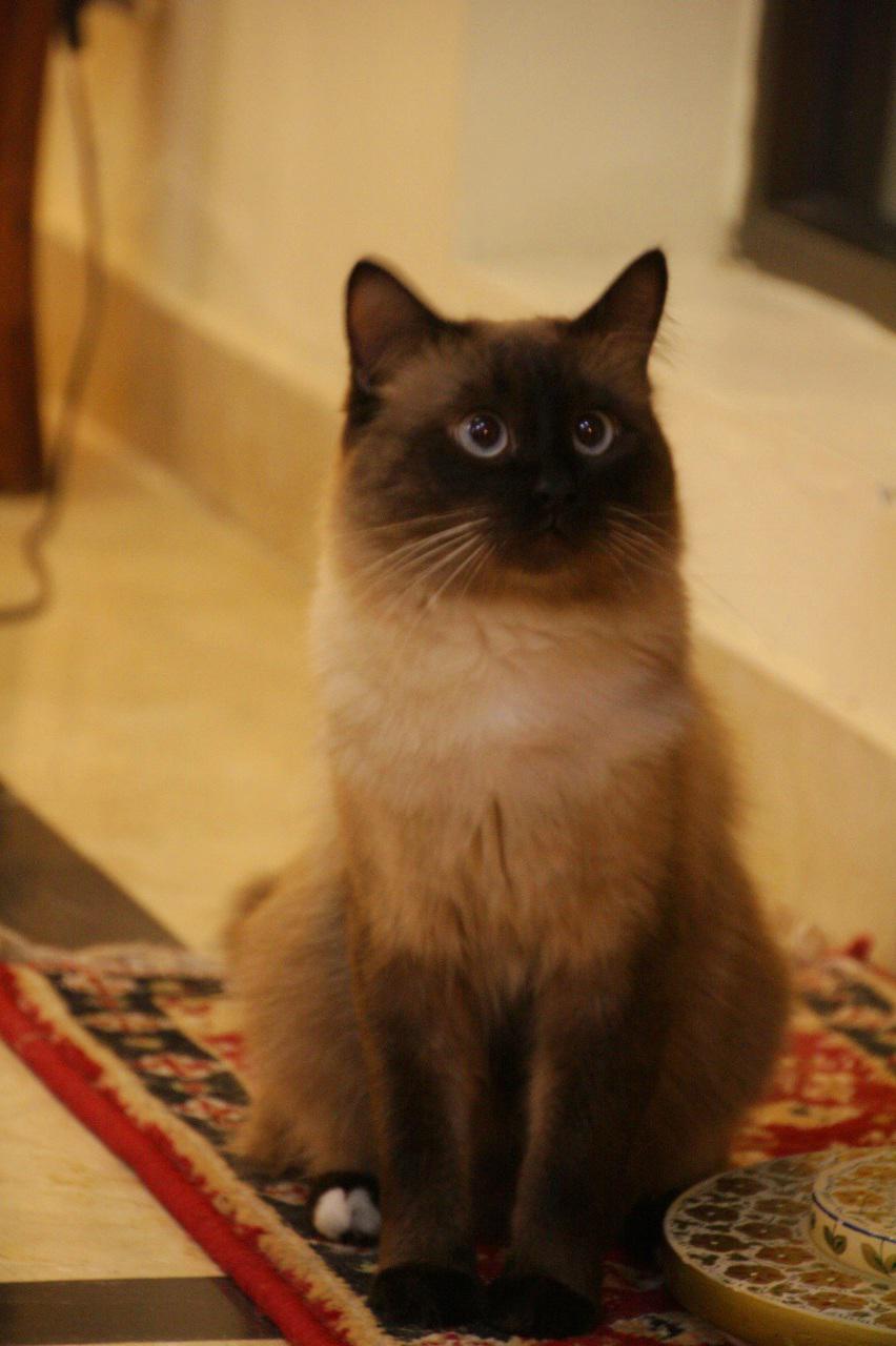 Meet milo. Say hi to milo | Scrolller