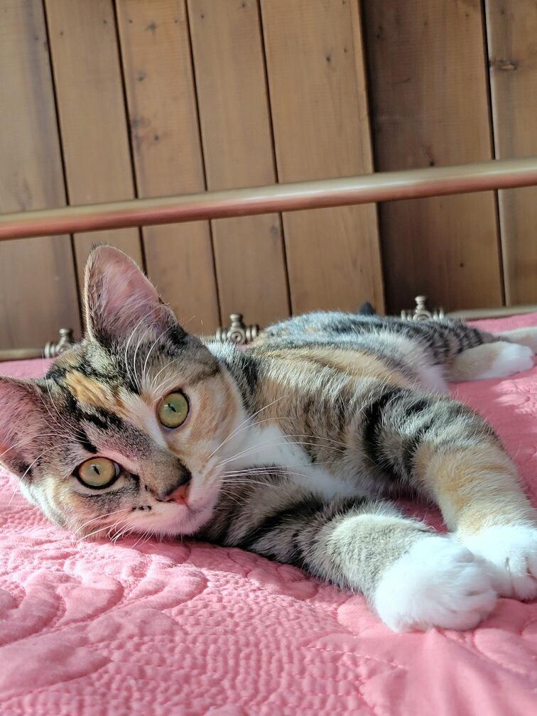 Meet Mrs. Cozy, the first tabby/calico I've ever seen. So beautiful! | Scrolller