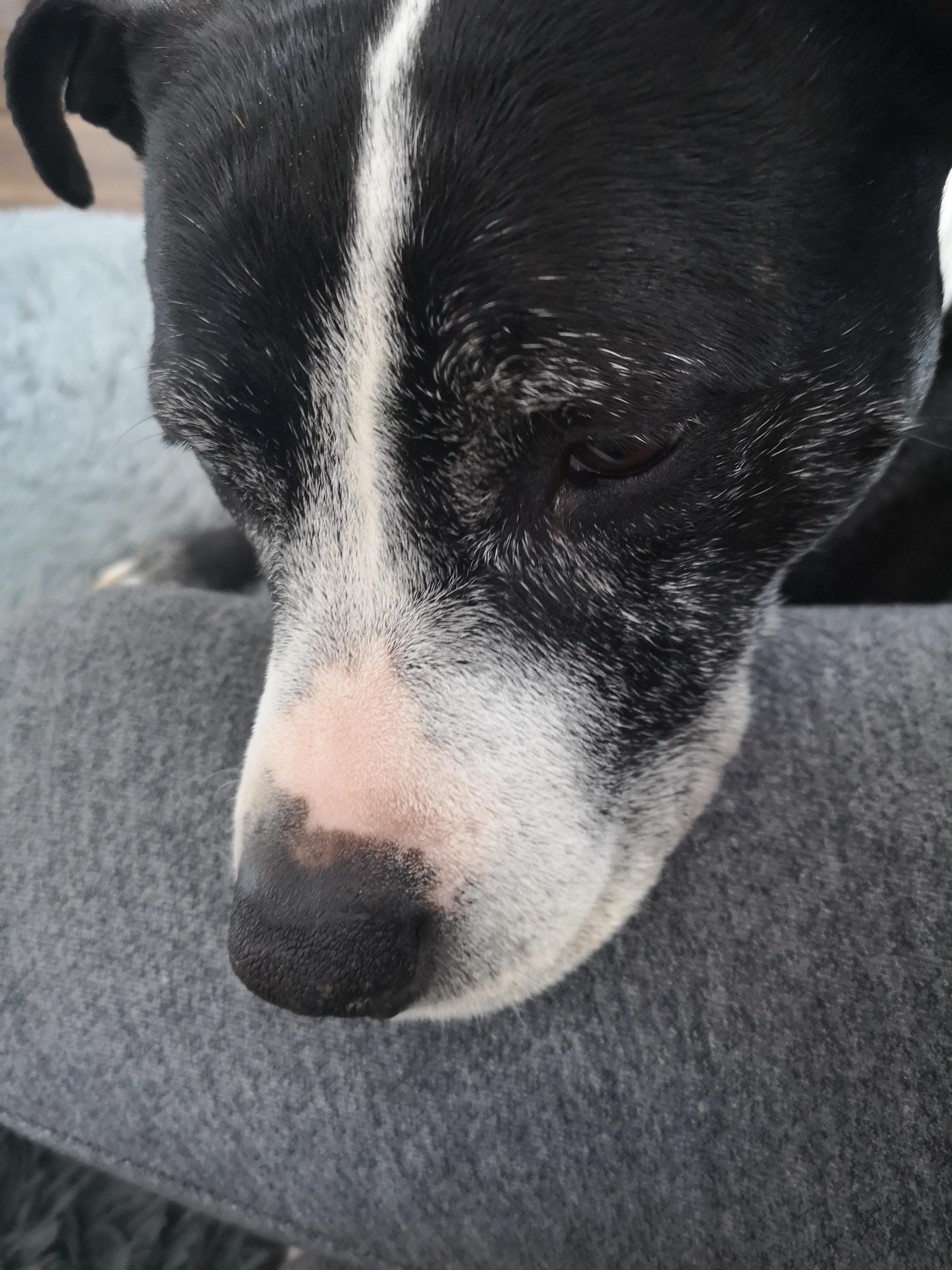 Meet my 7yr old staffie, Paddy 🥺 | Scrolller