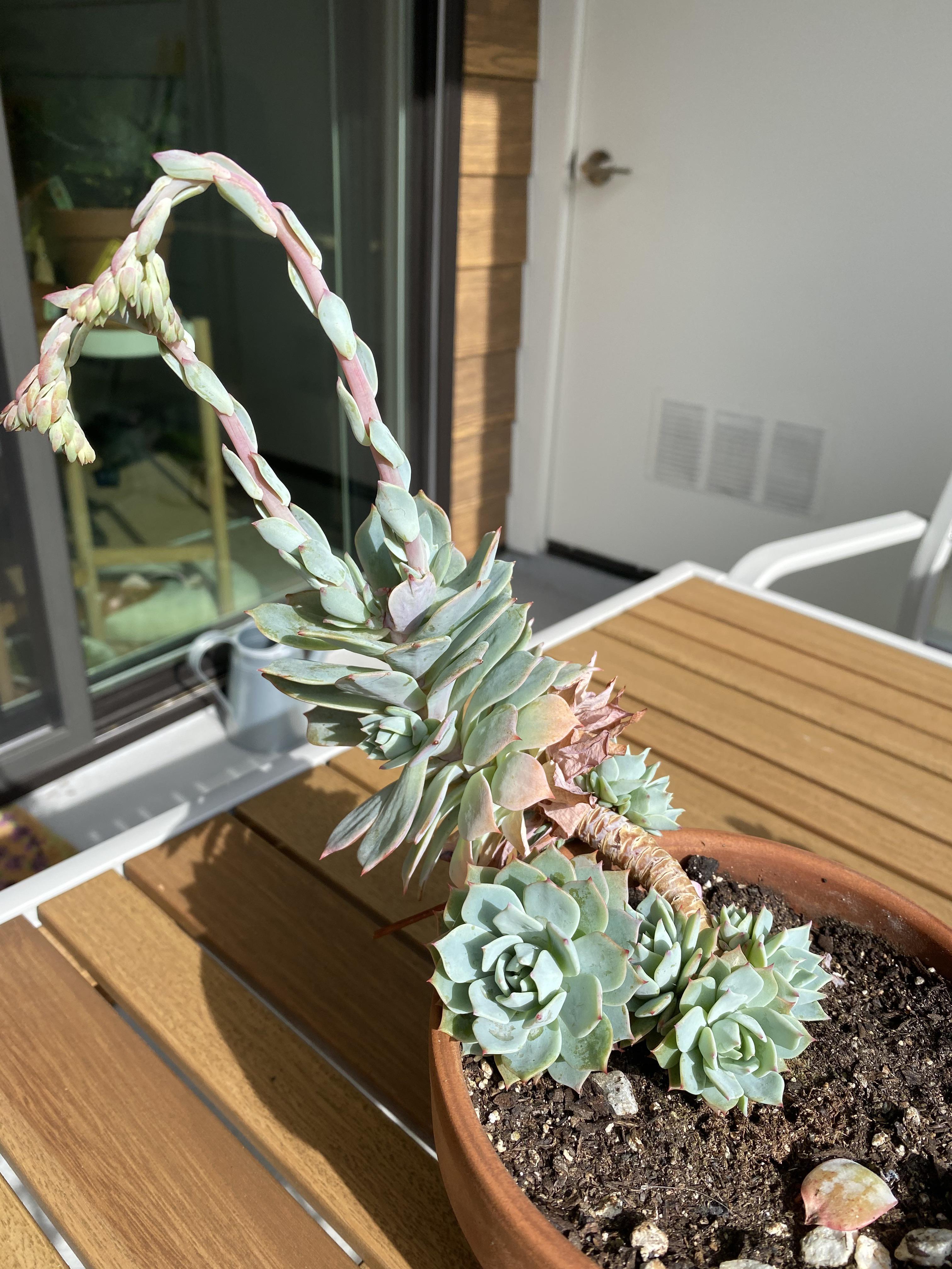 Meet my alien plant! It grew two antennas and now the antennas are growing antennas 👾 | Scrolller