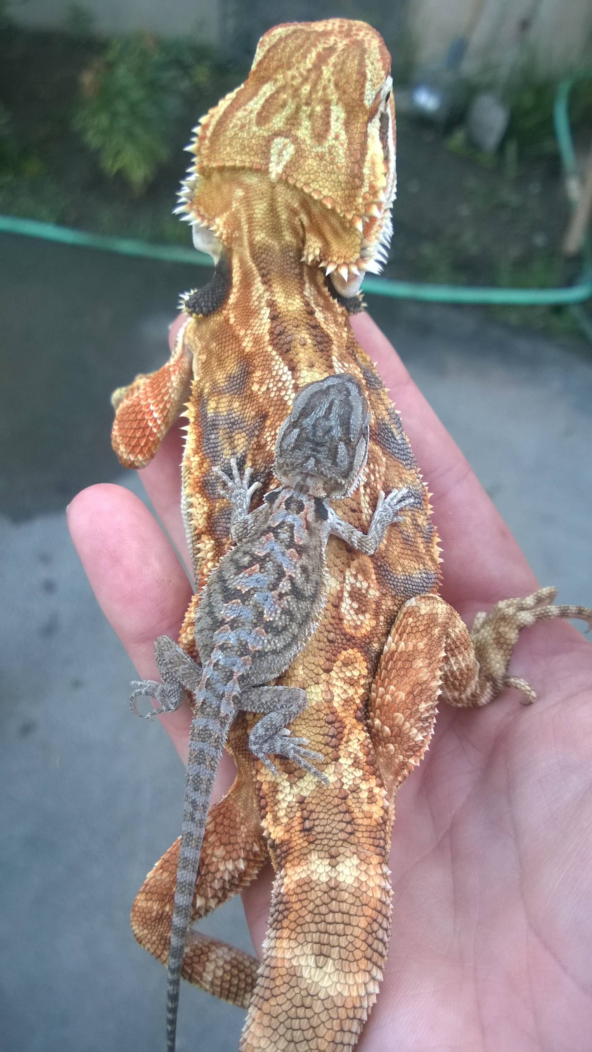 Meet my babies | Scrolller