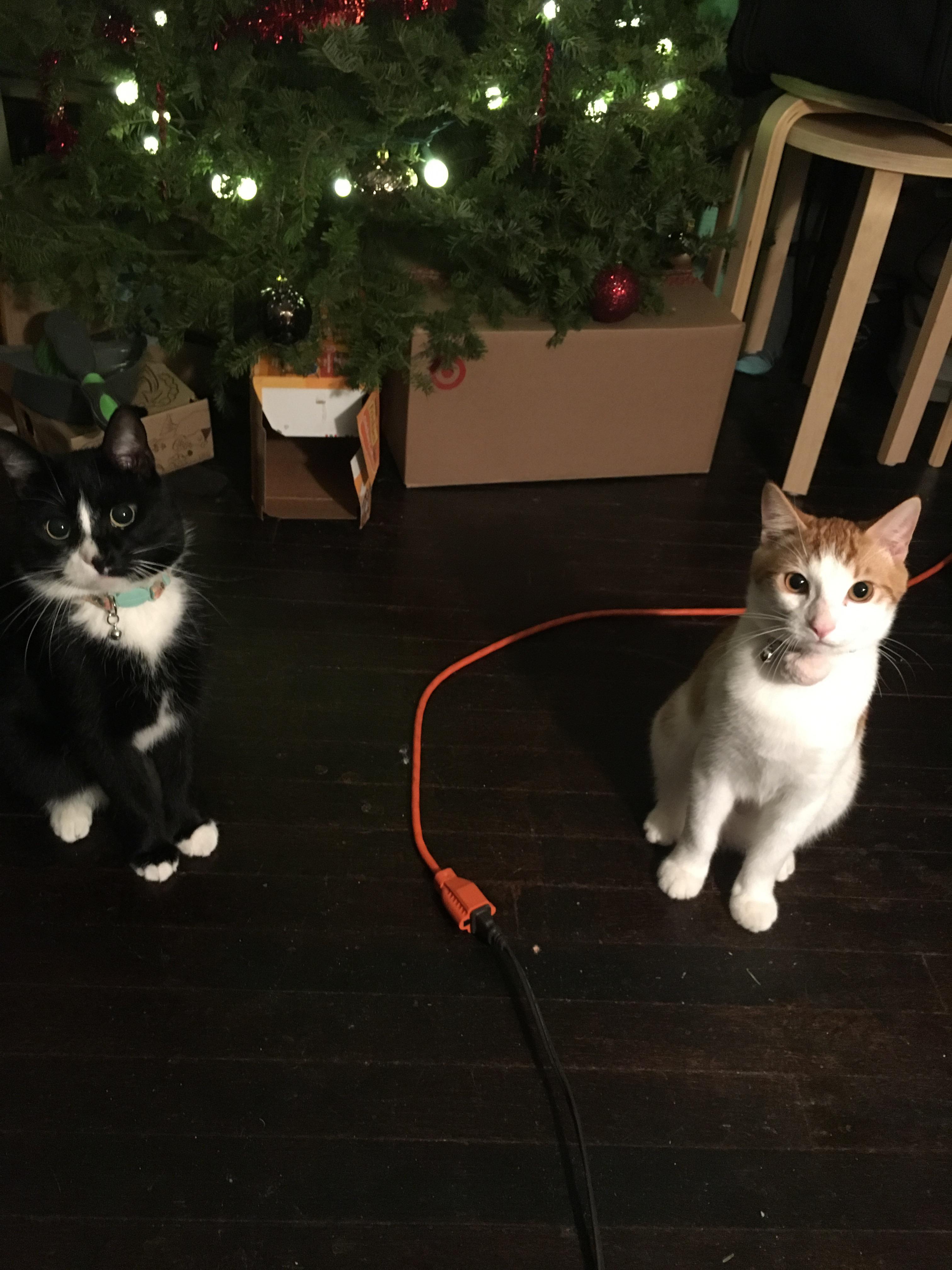 Meet my boys Peregrin Took and Meriadoc Brandybuck!! (Pippin- Tuxie/Merry- Tabby) old foto for ...