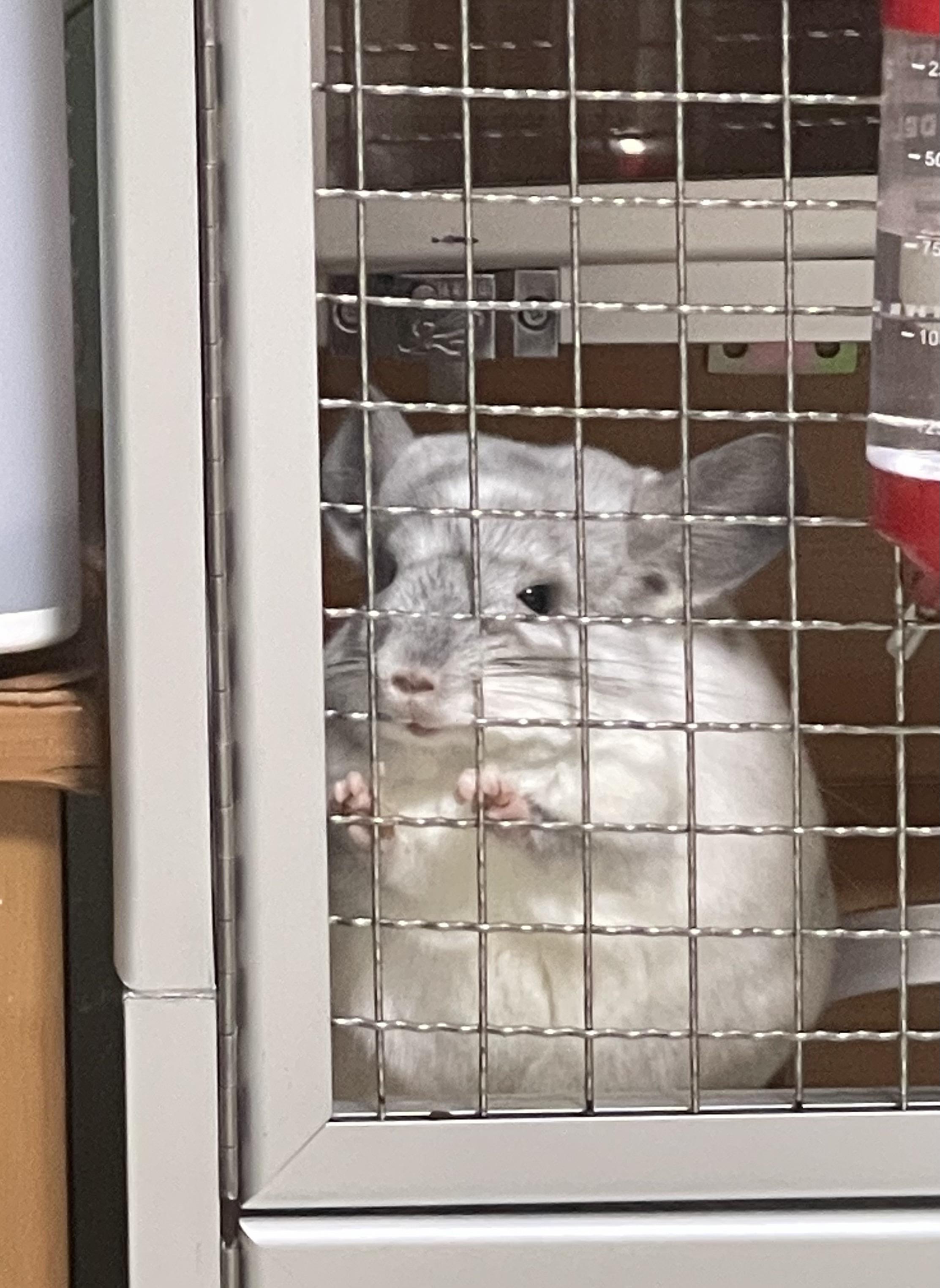 Meet my chonky girl, Luna 🥰 | Scrolller