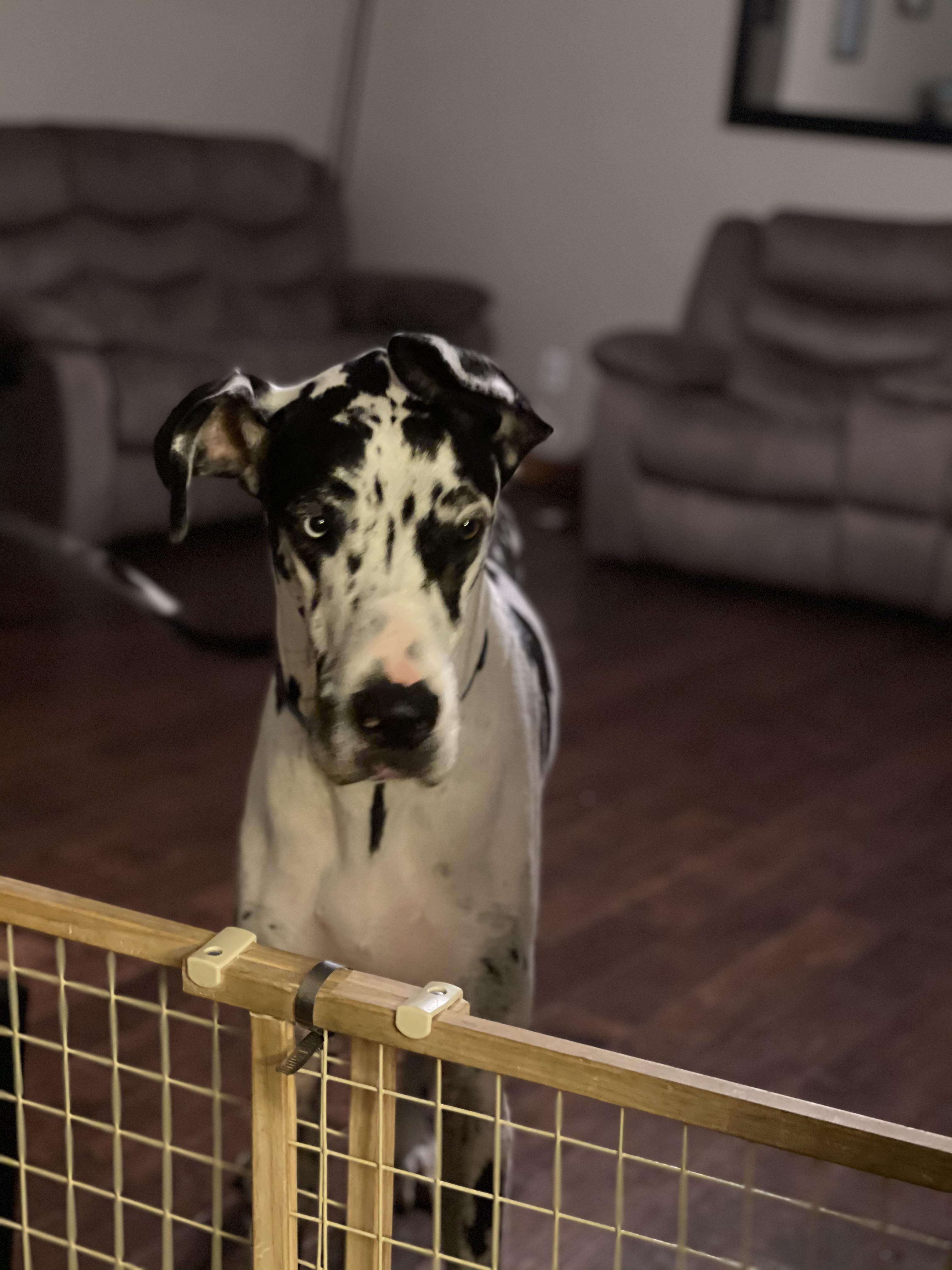 Meet my derpy love Sebastian. 💙 | Scrolller