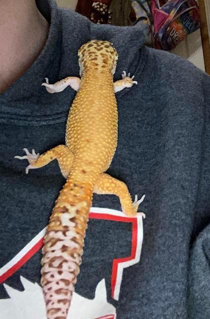 Meet my leopard gecko uno!! 🥰 | Scrolller