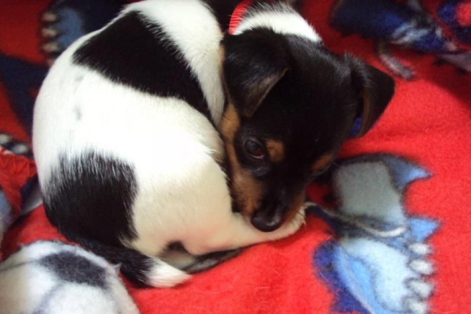 Meet my new dog, Egoraptor The Dog. | Scrolller