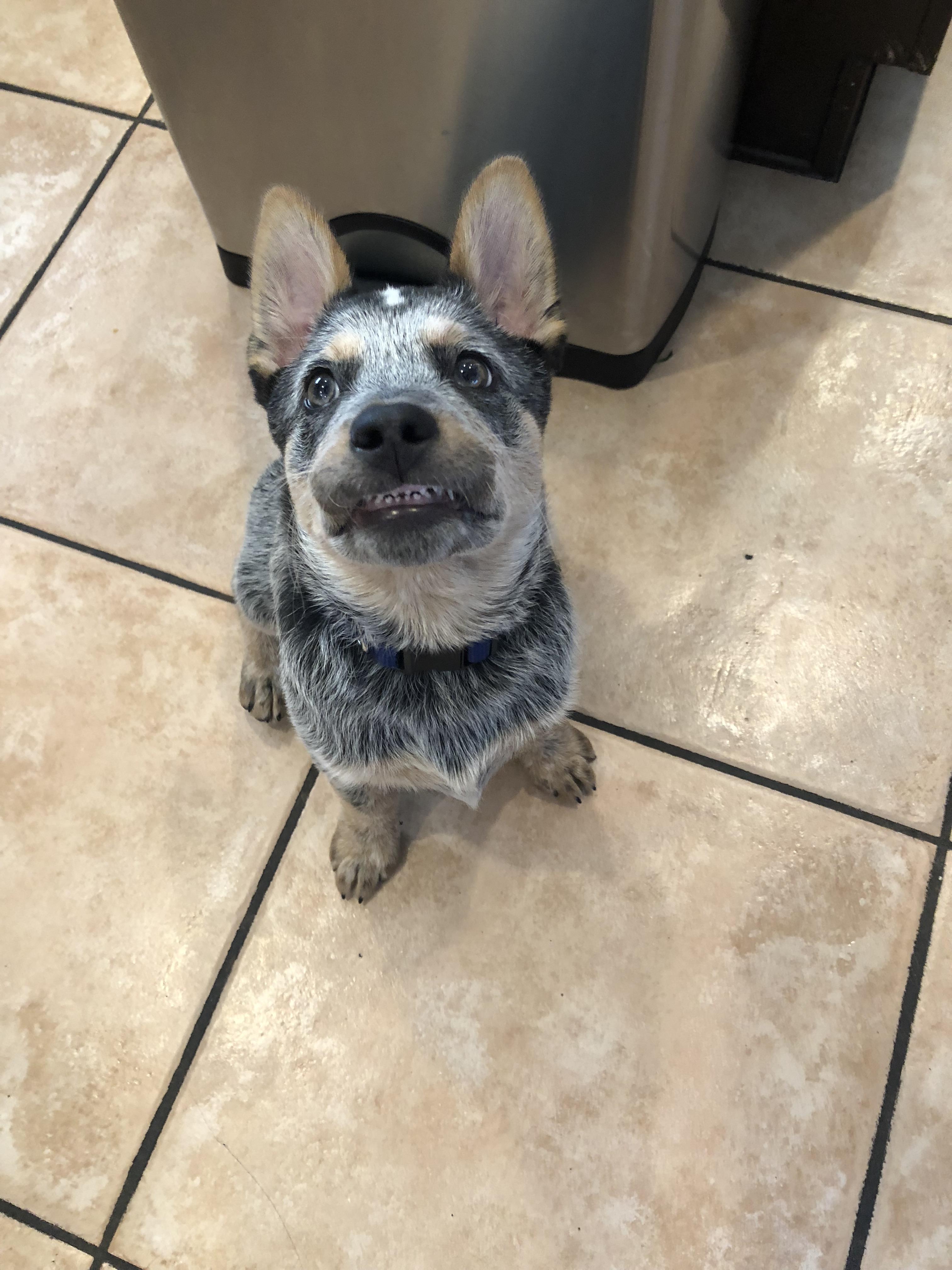 Meet my new little man, Scout! | Scrolller