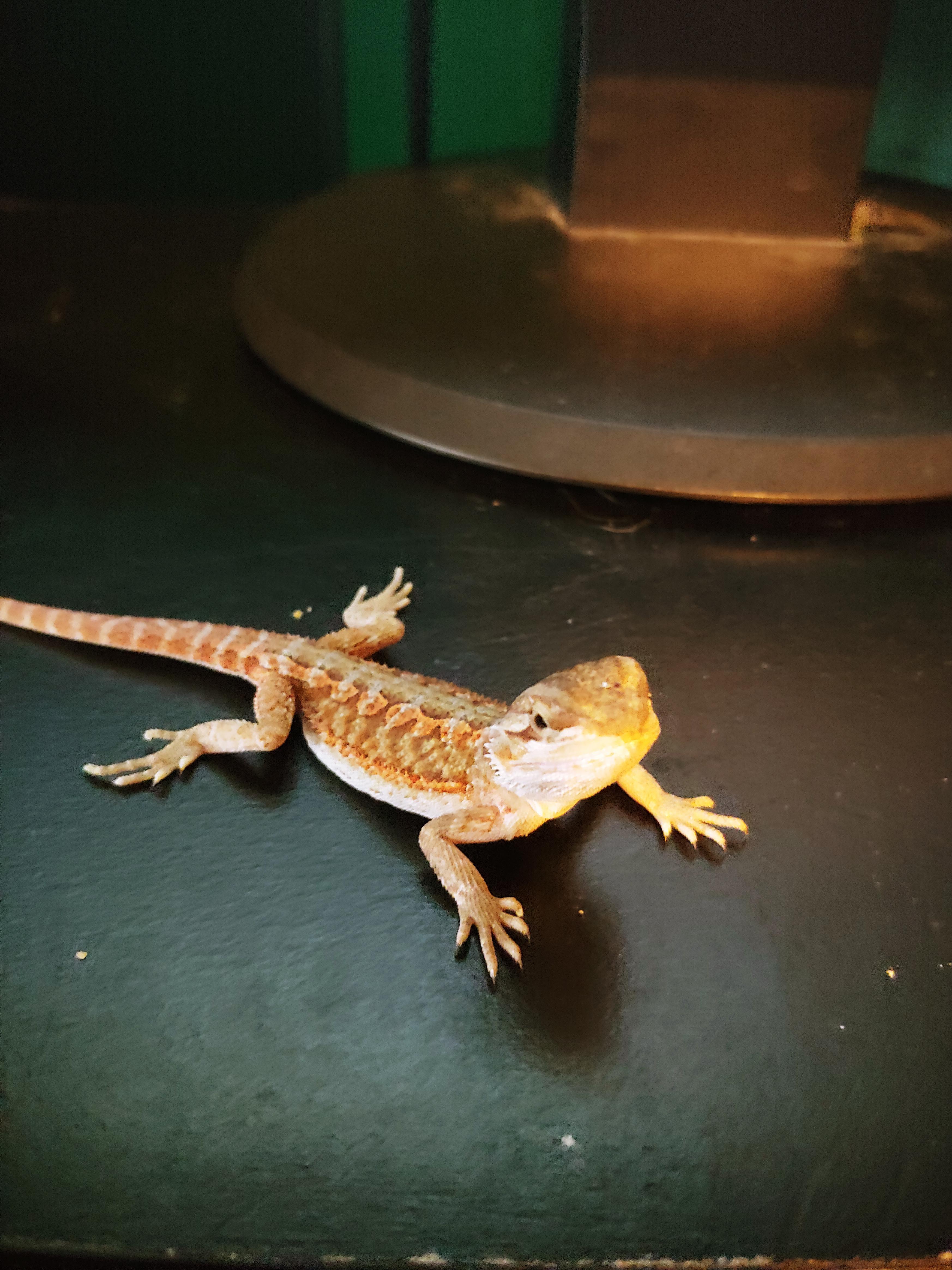Meet my new pet bearded dragon | Scrolller