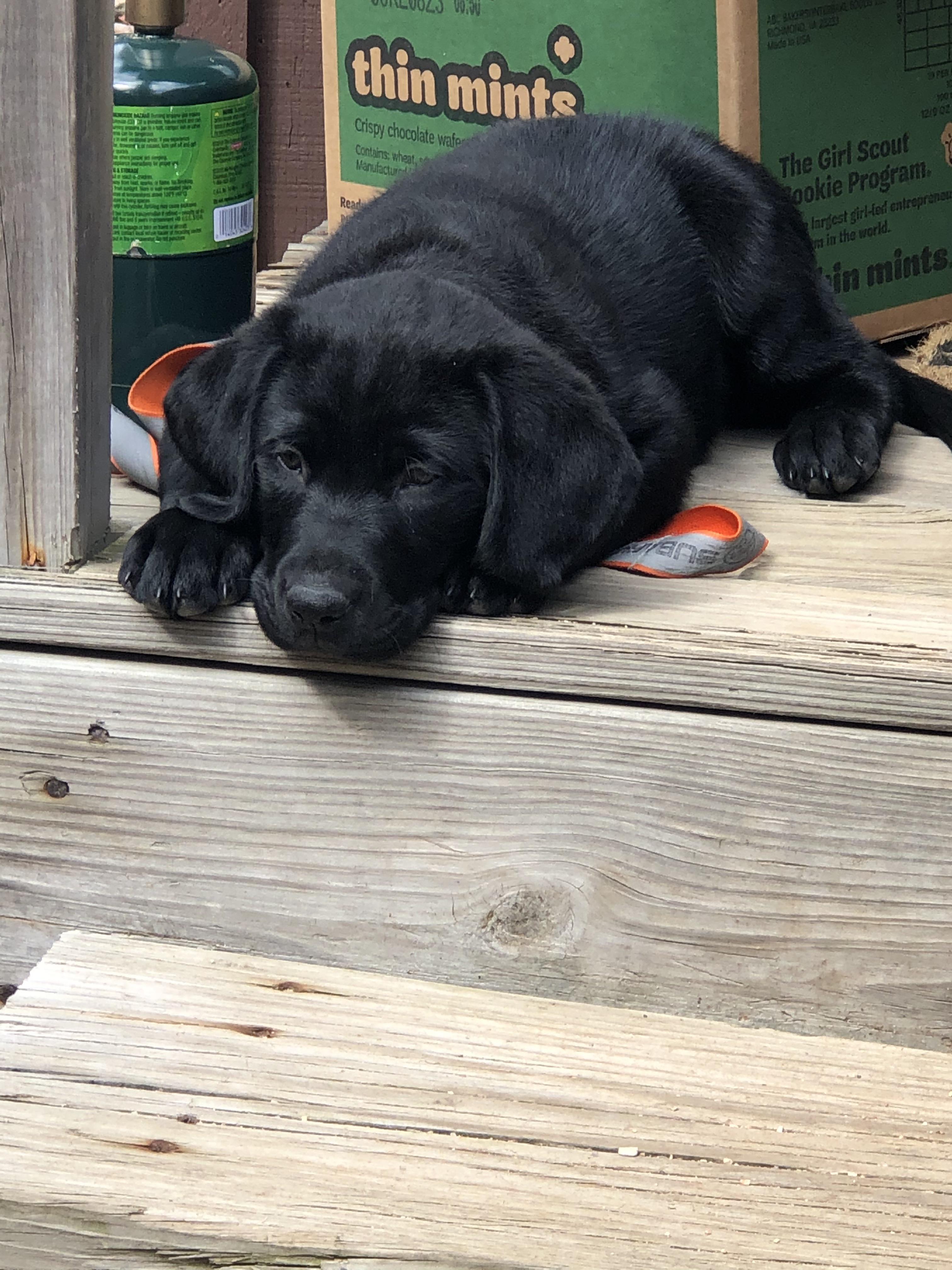 Meet my new puppy: Violet | Scrolller