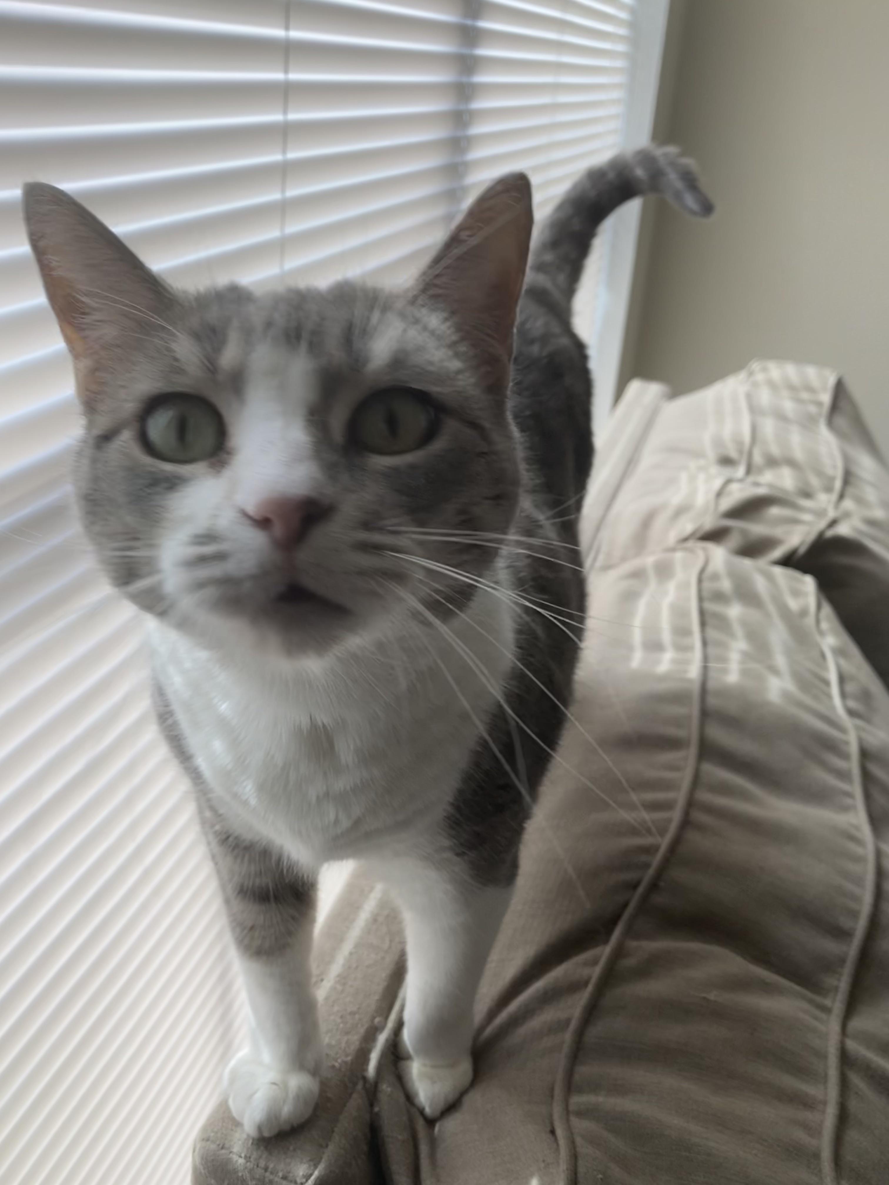 meet my pesky lil gremlin lulu, light of my life and cause of all the fucking cat hair that ends ...