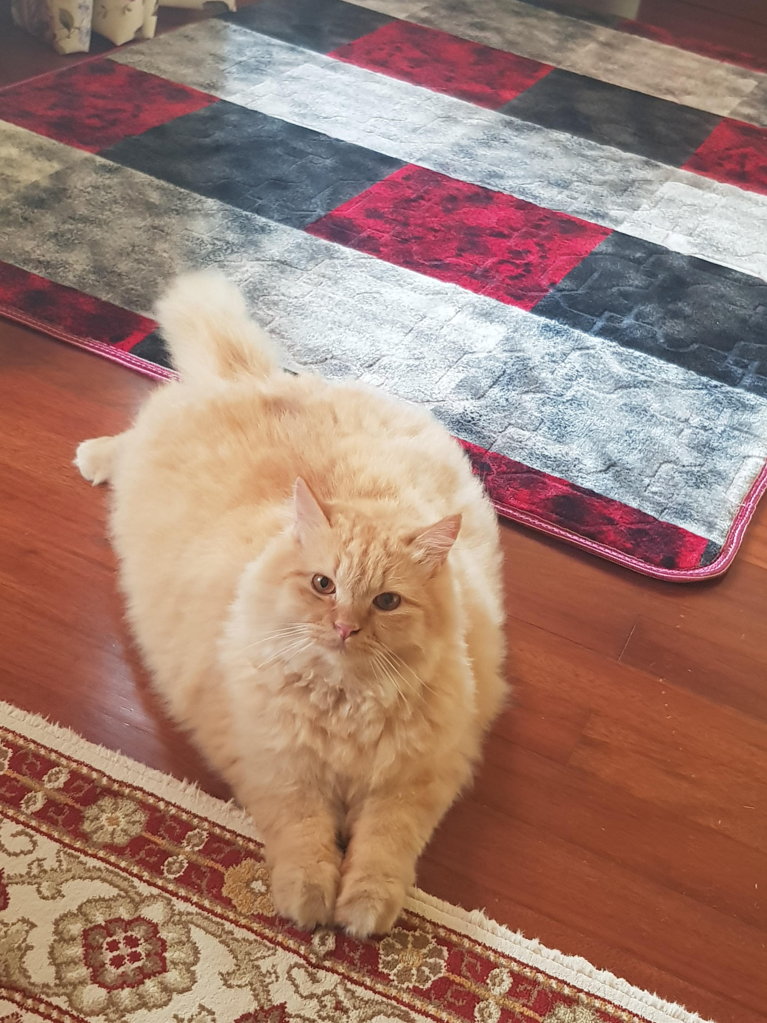 Meet my wide cat Max | Scrolller