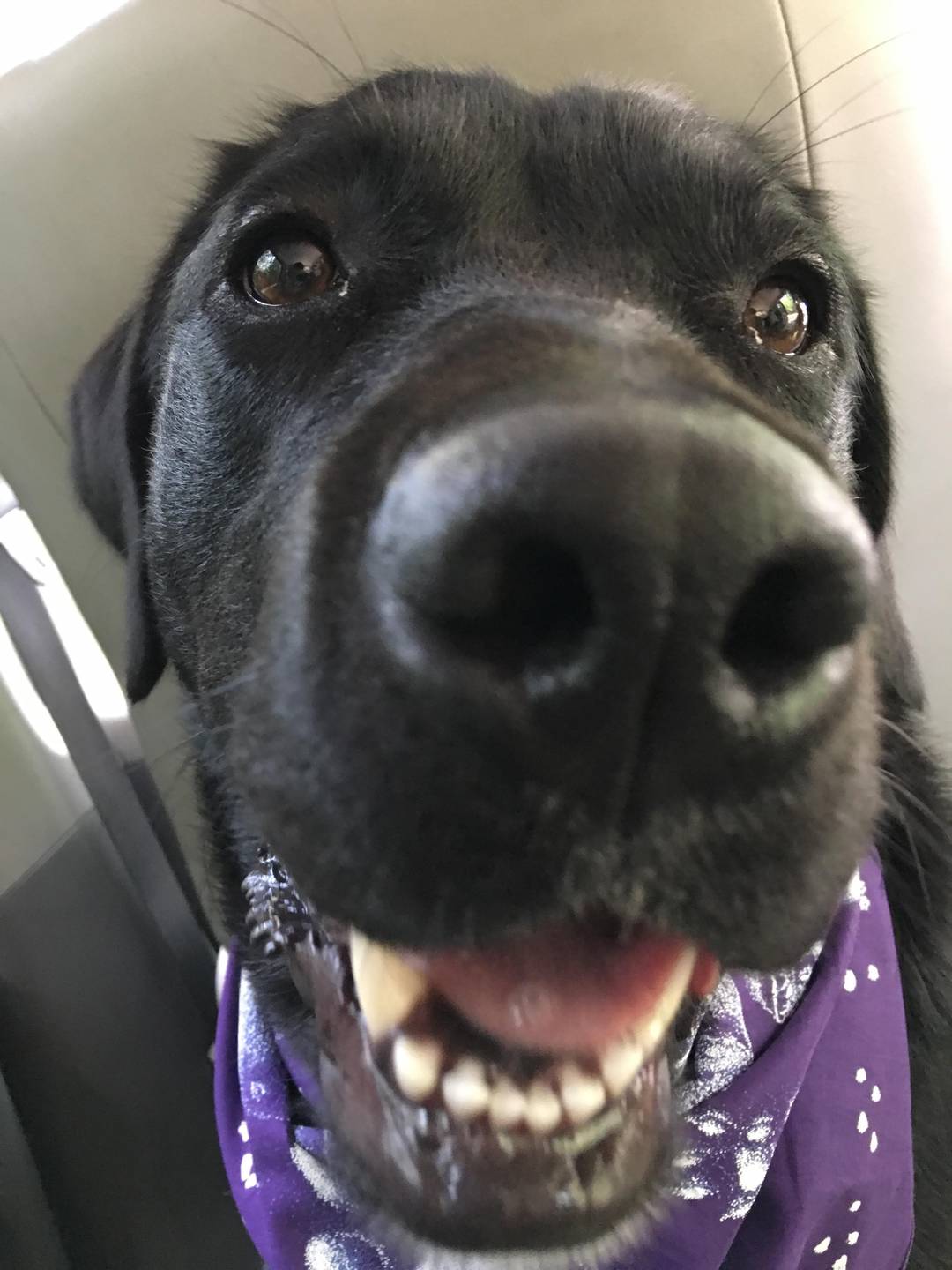 Meet Nani who is a very gud girl | Scrolller