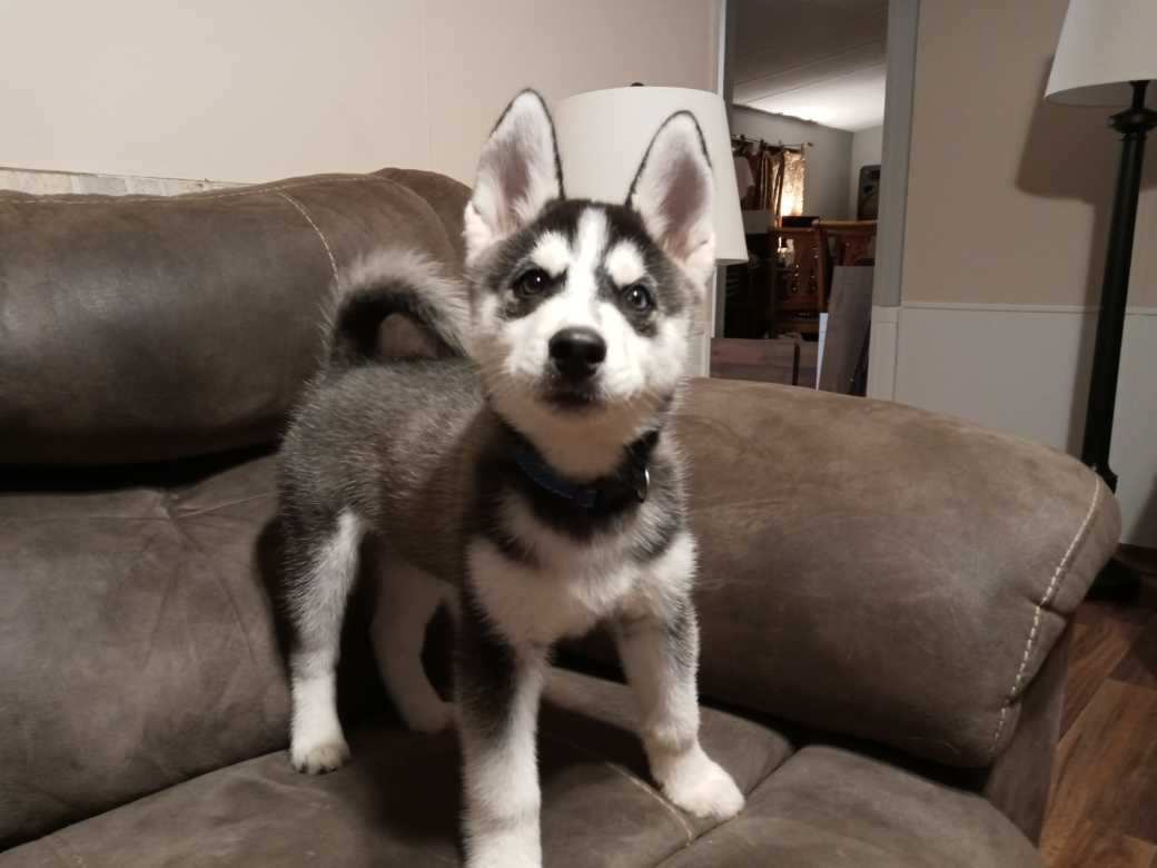 Meet Odin. Our first husky! | Scrolller