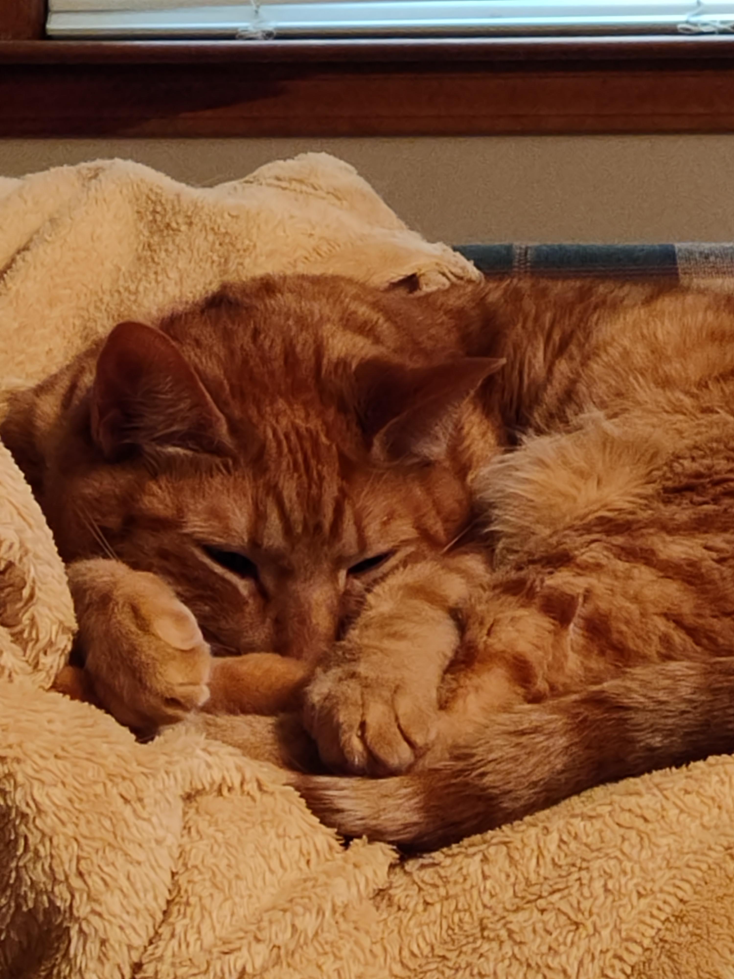 Meet Oliver, one of my two cats. | Scrolller