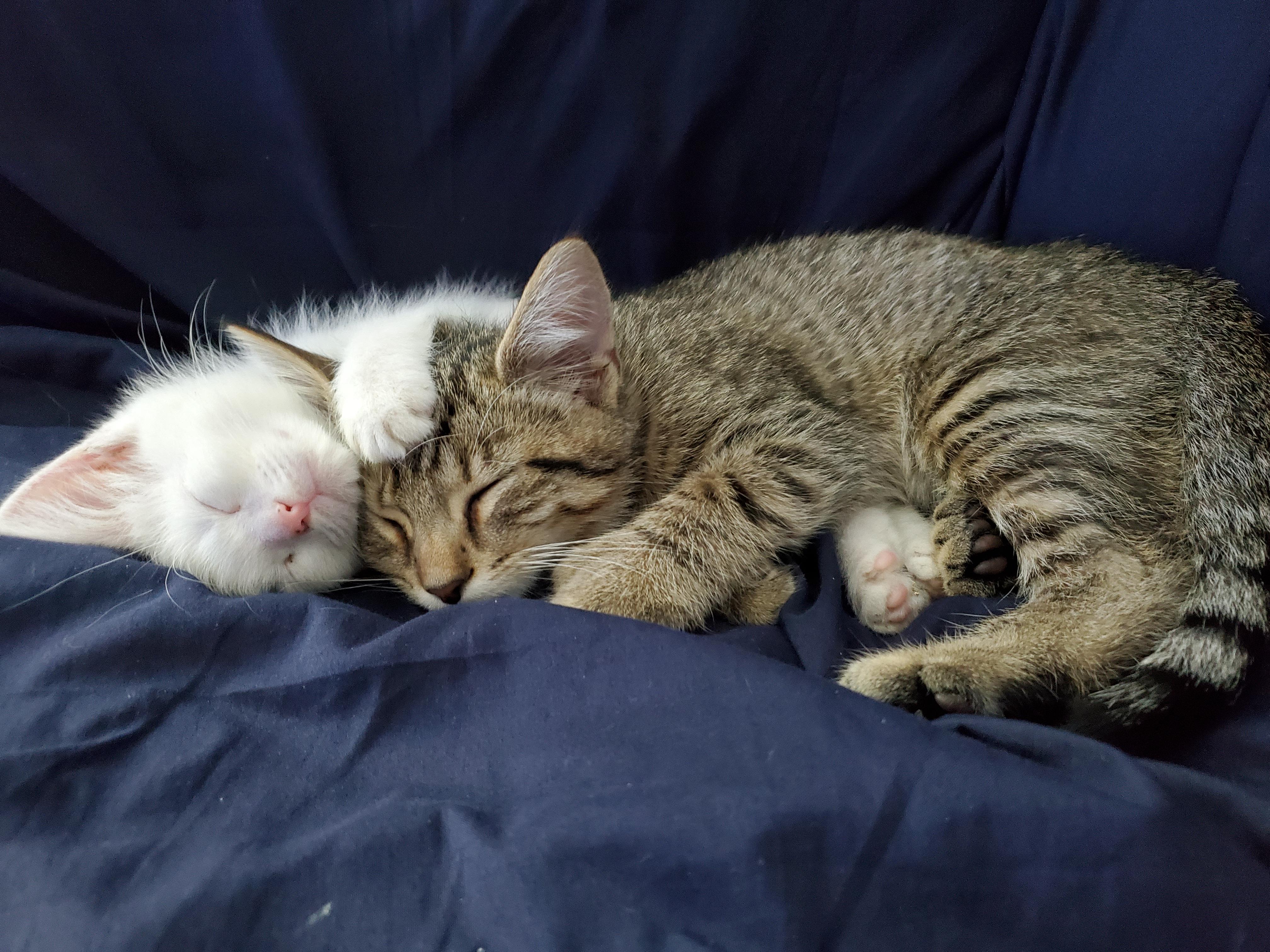 Meet Opal and Appa! | Scrolller