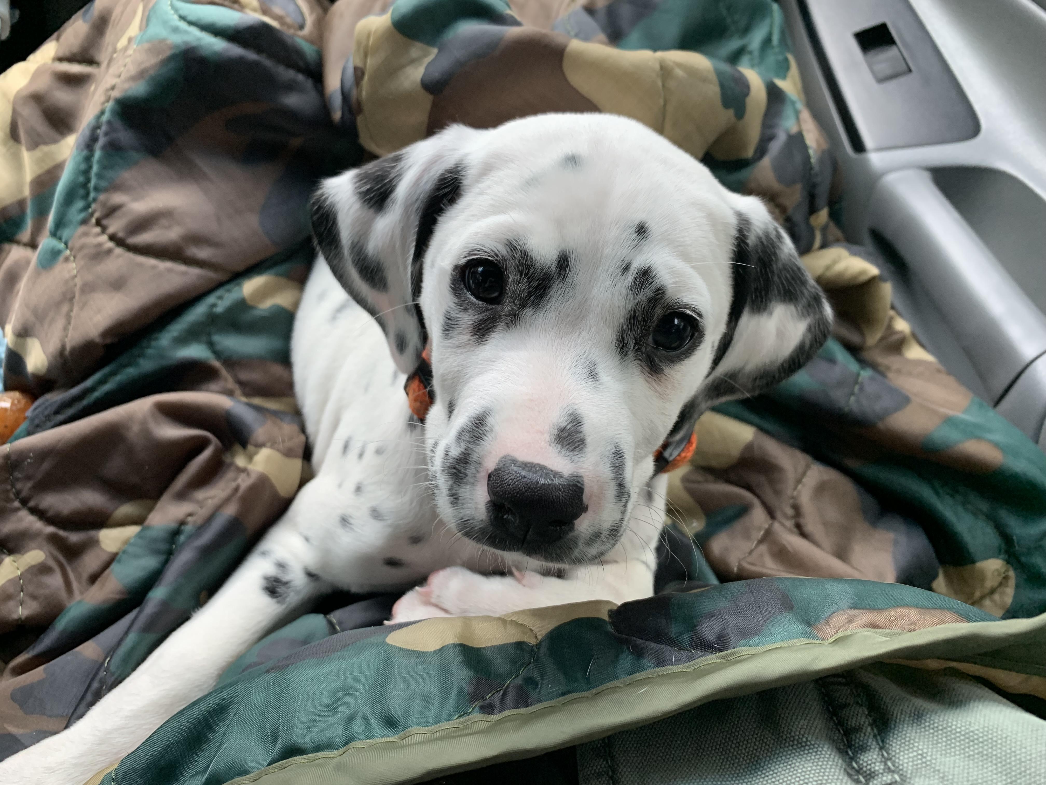 Meet Oreo! | Scrolller