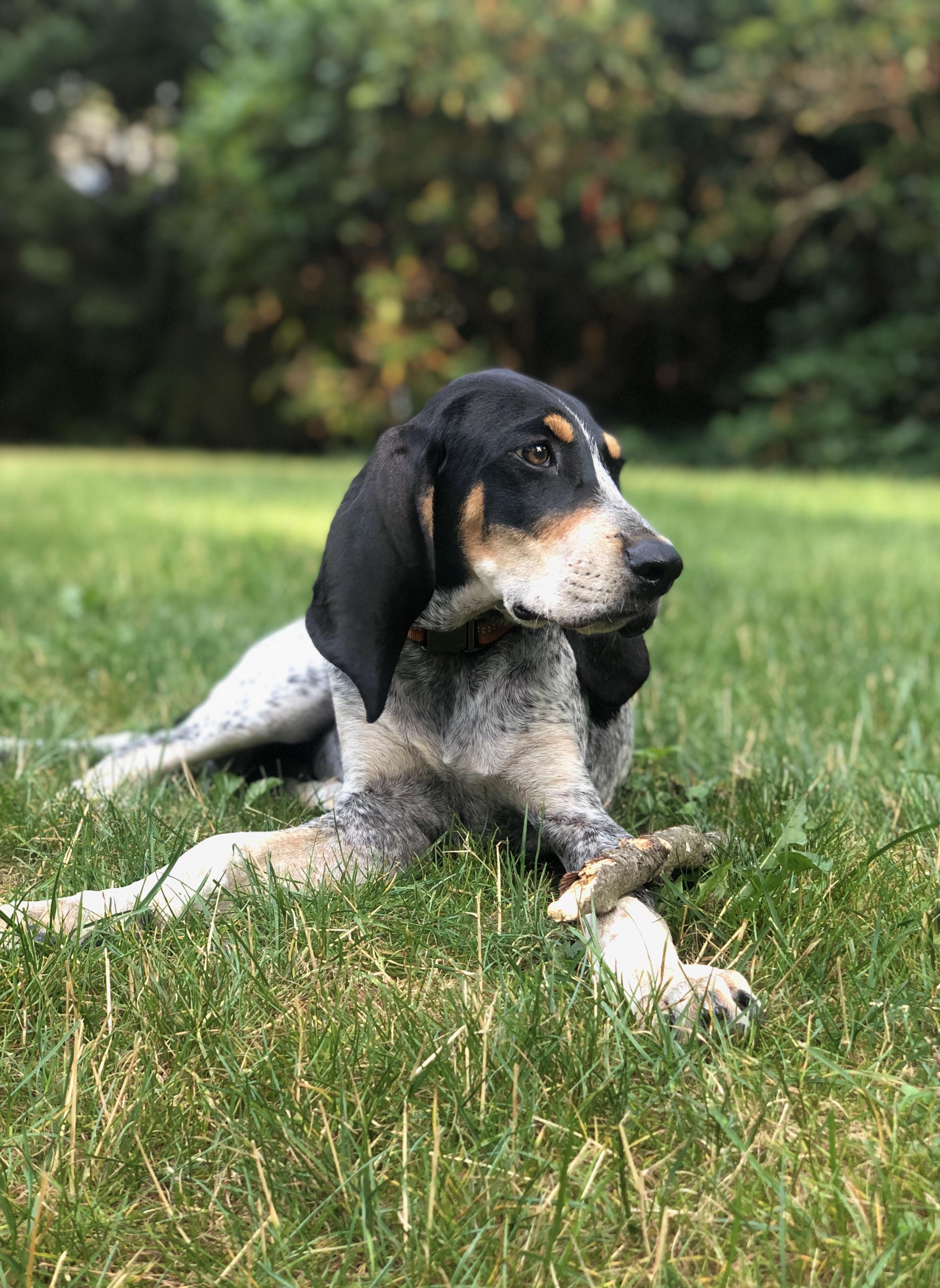 Meet Otis! | Scrolller