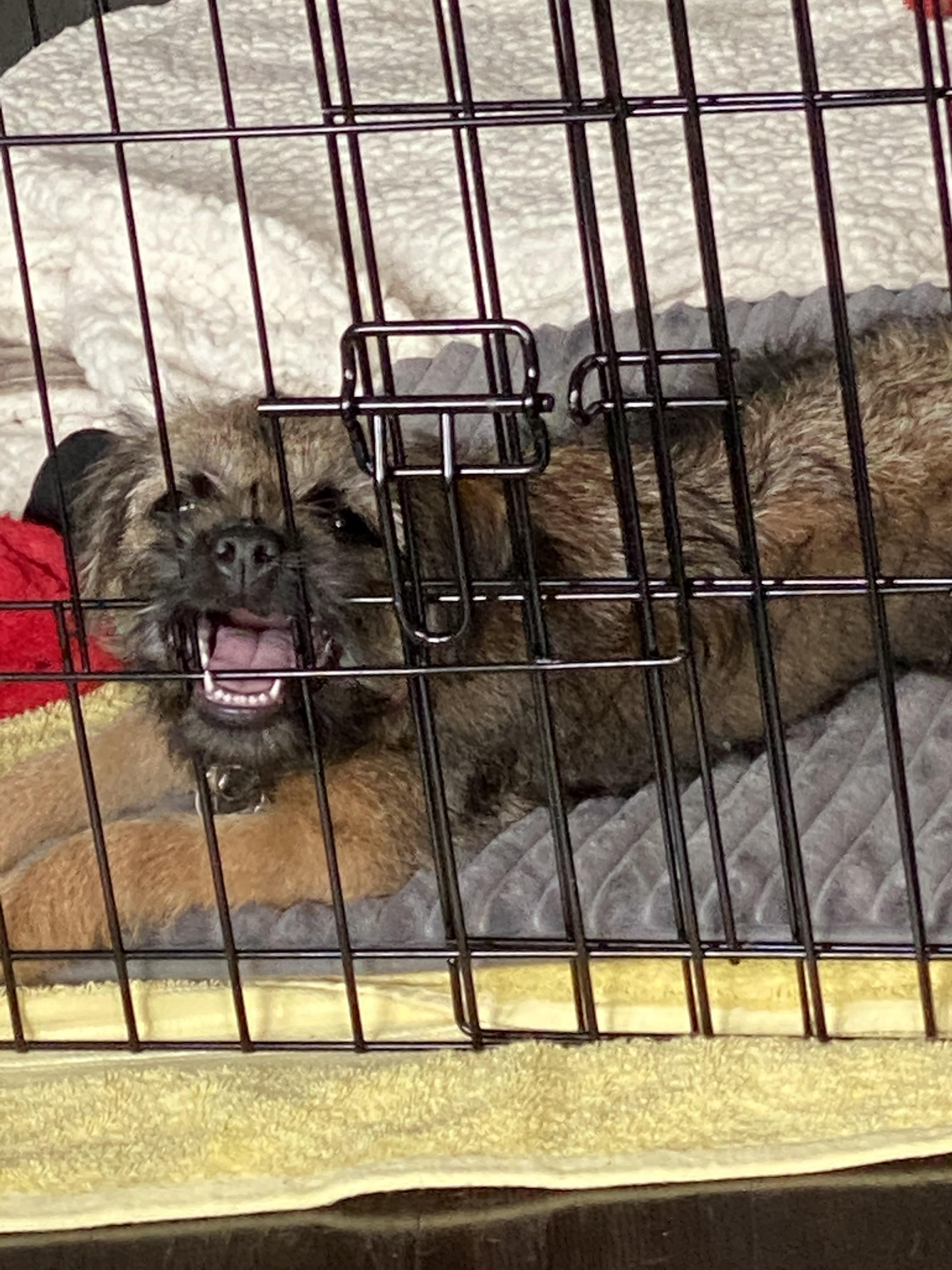 Meet our goofball Ruby. | Scrolller