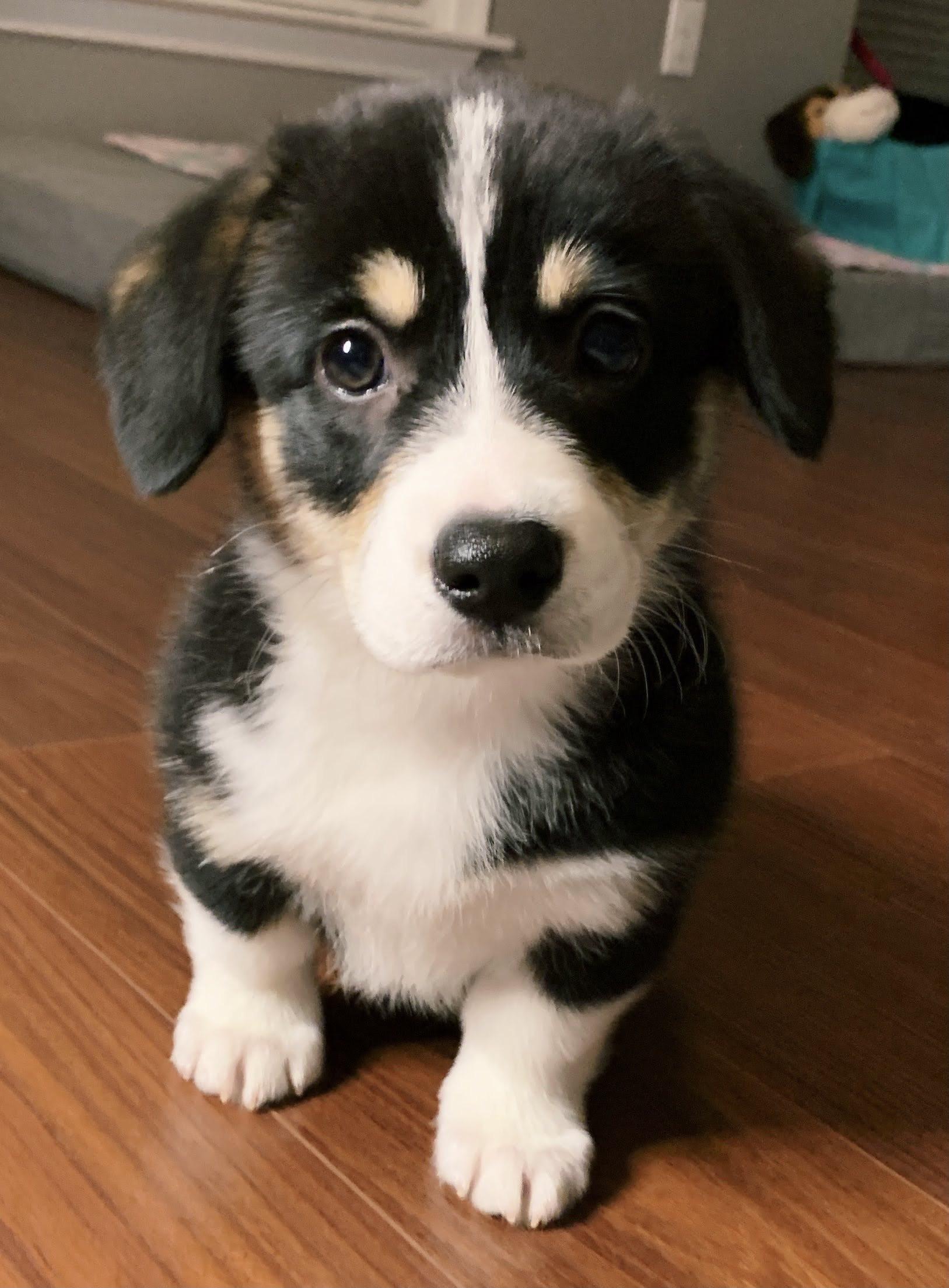 MEET PEPPA🥰 | Scrolller