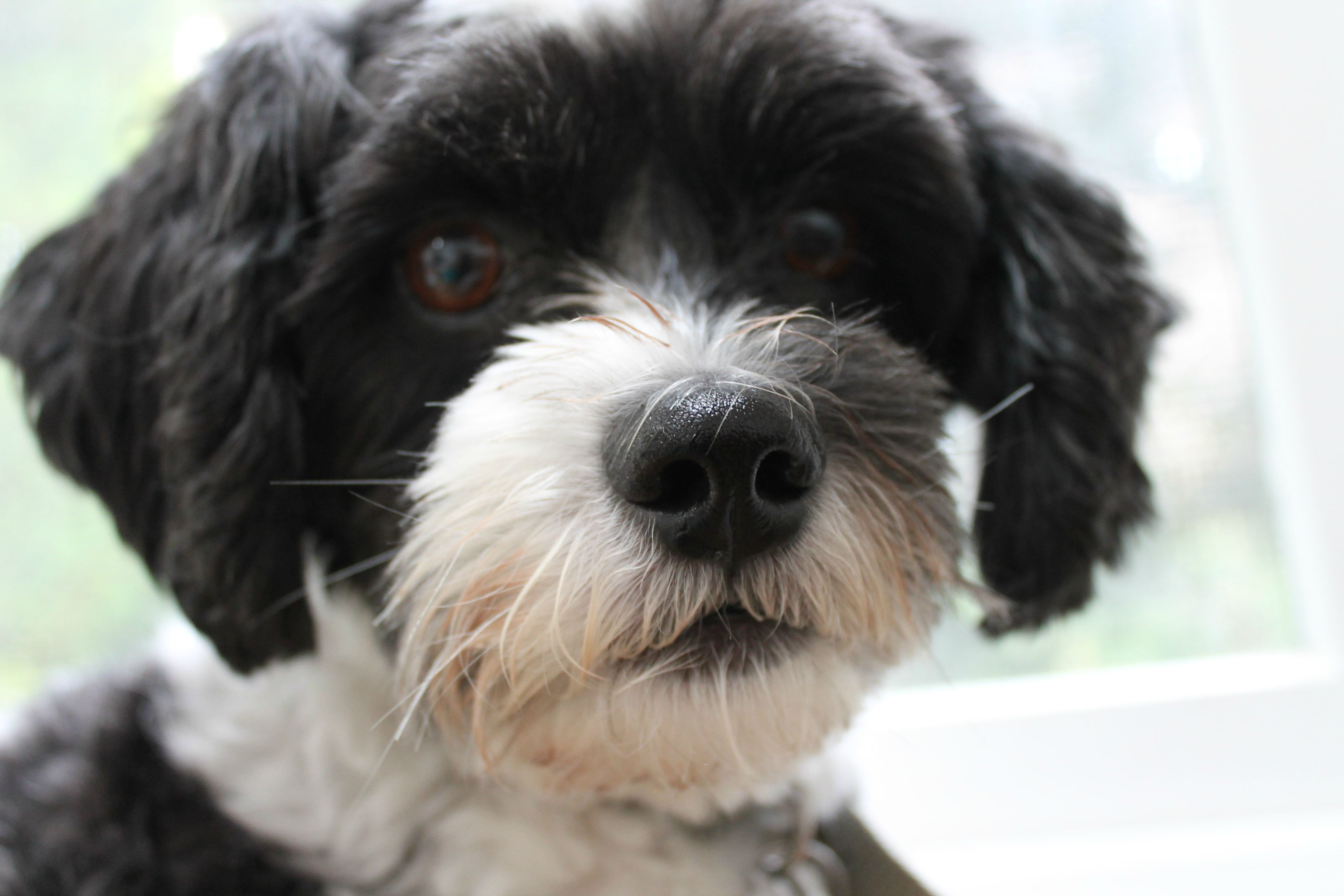 Meet Pepper! | Scrolller