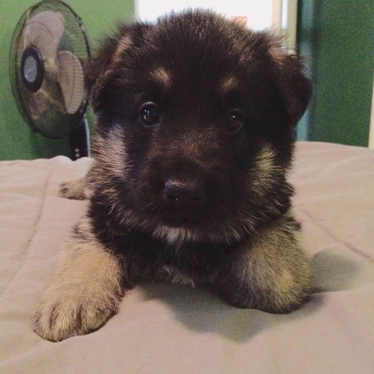 Meet Piper! 5 weeks old | Scrolller