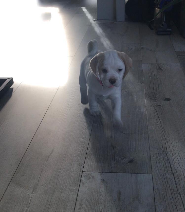 Meet Puck the puggle😍 | Scrolller