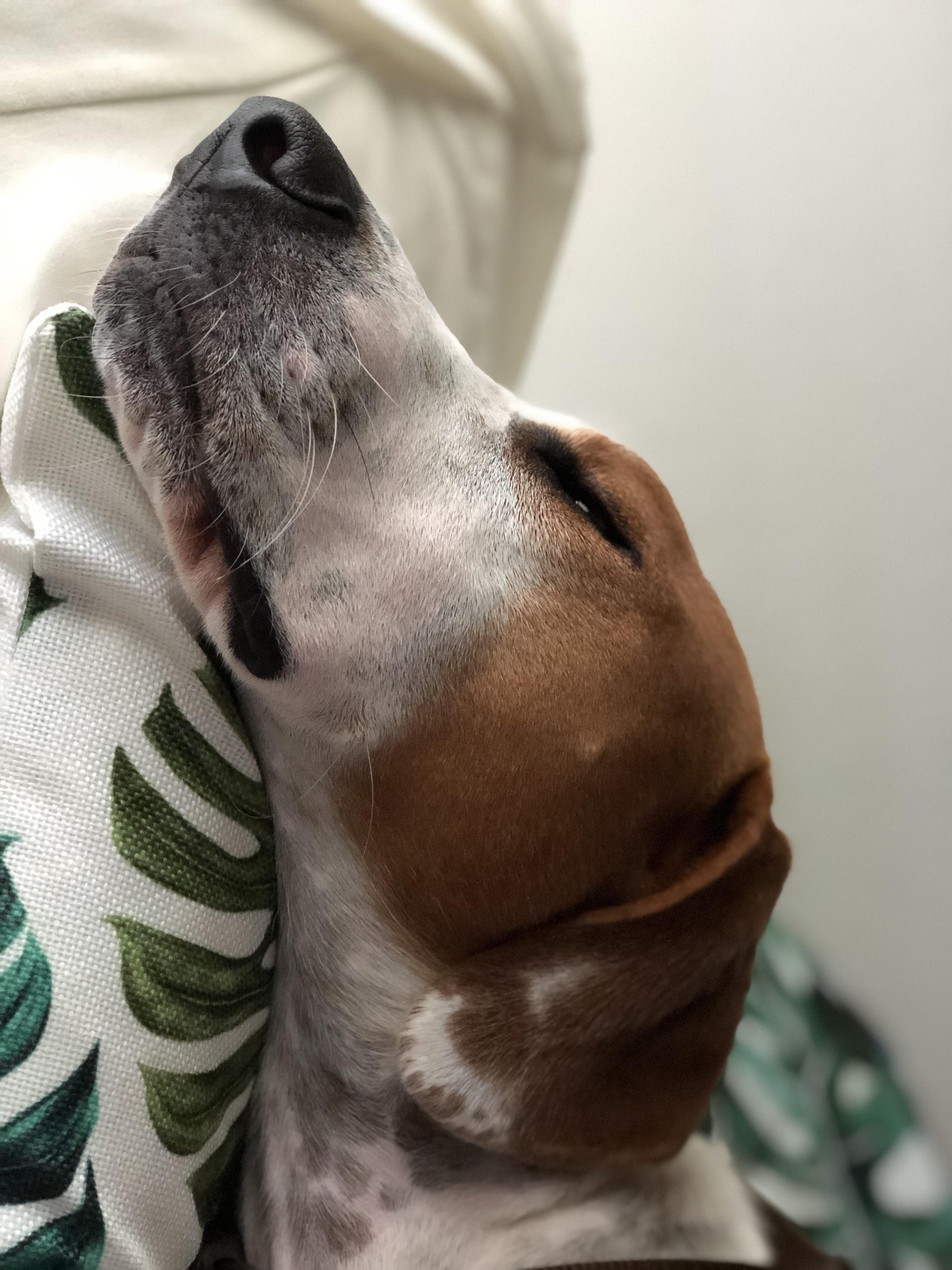 Meet Ramsay | Scrolller