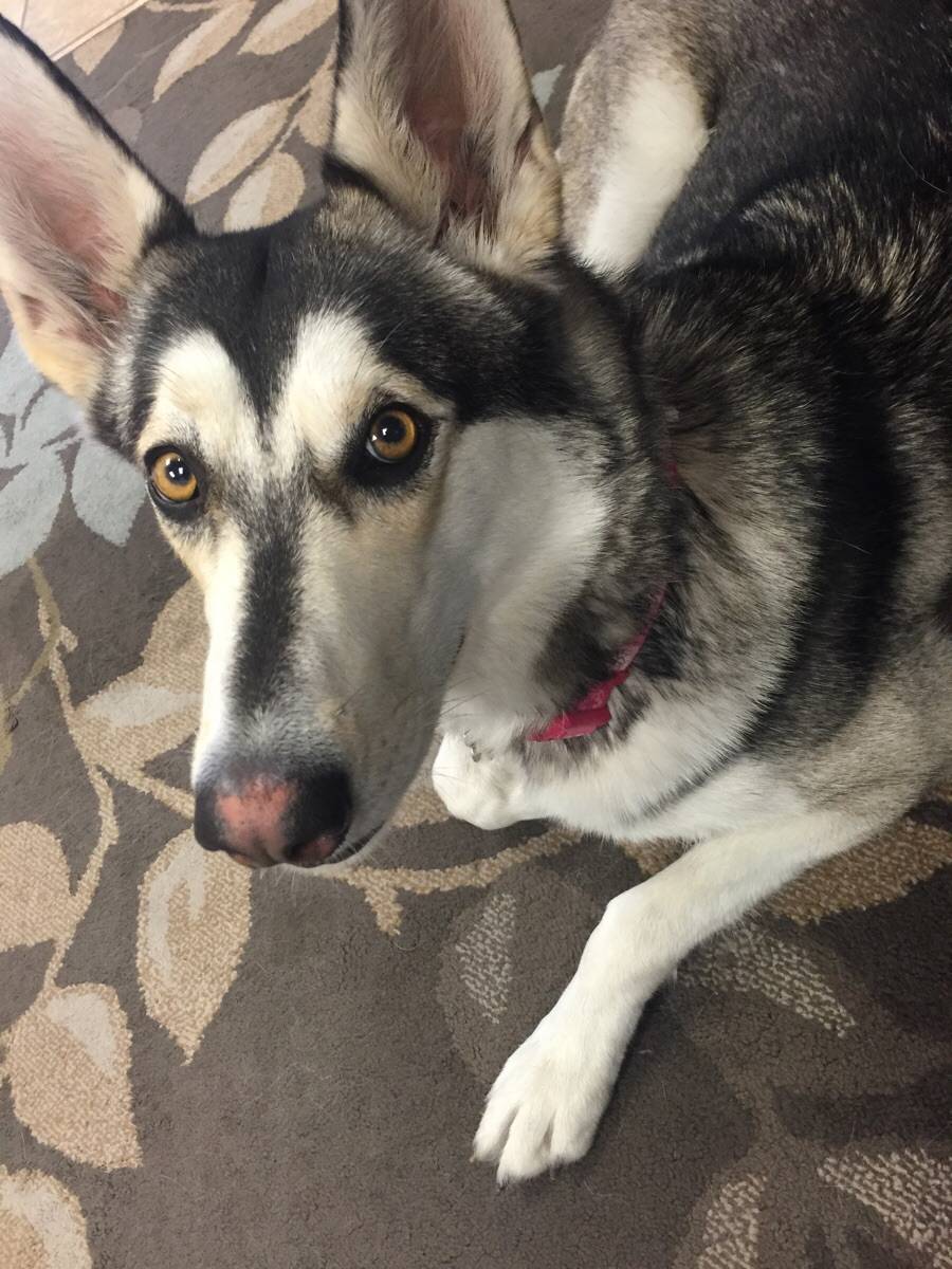 Meet River!! My german Shepard/husky mix =] | Scrolller