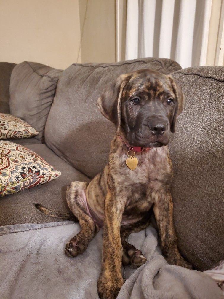 Meet Ruby, the apple of my eye. 12 weeks. | Scrolller