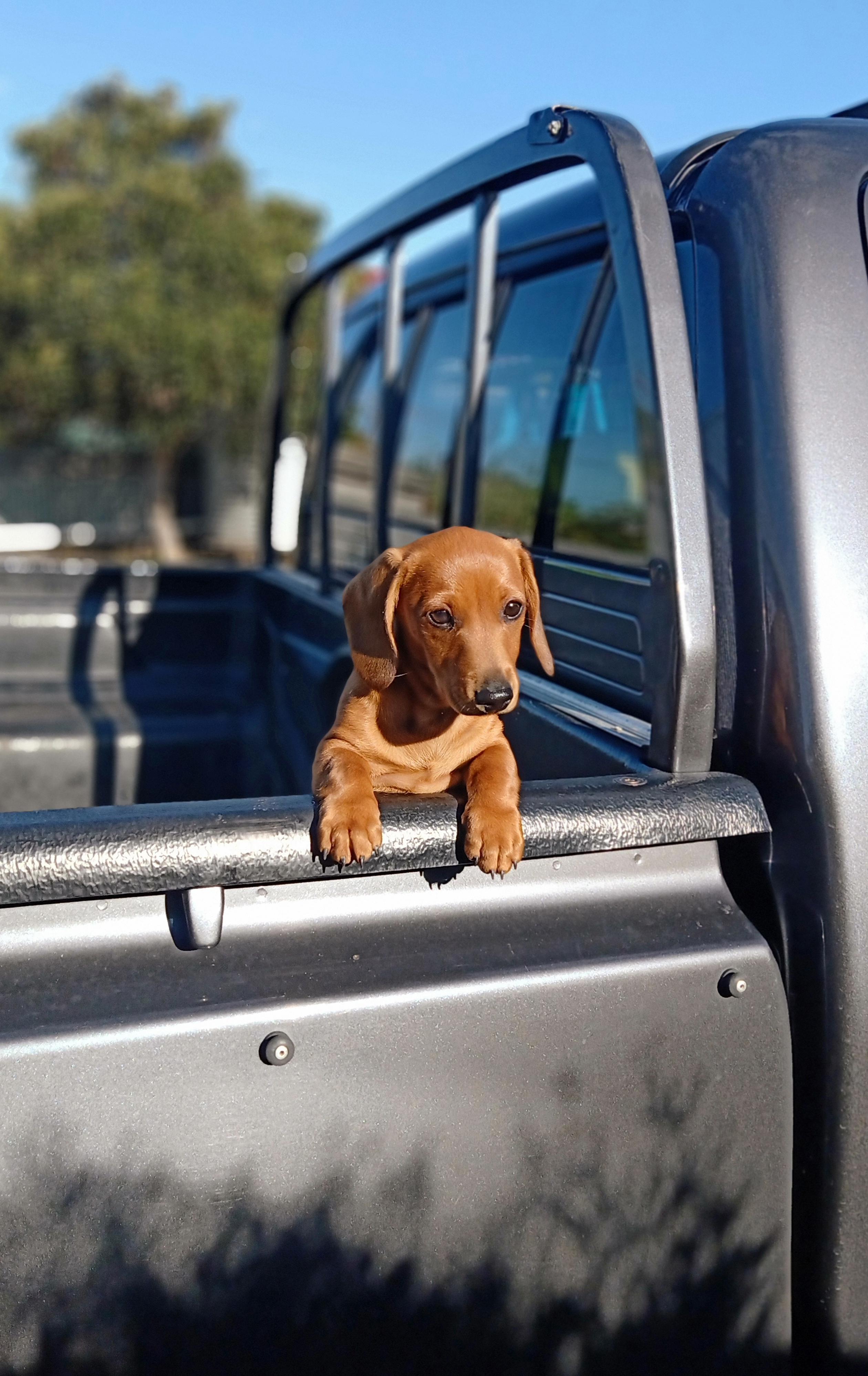 Meet Sahara! | Scrolller