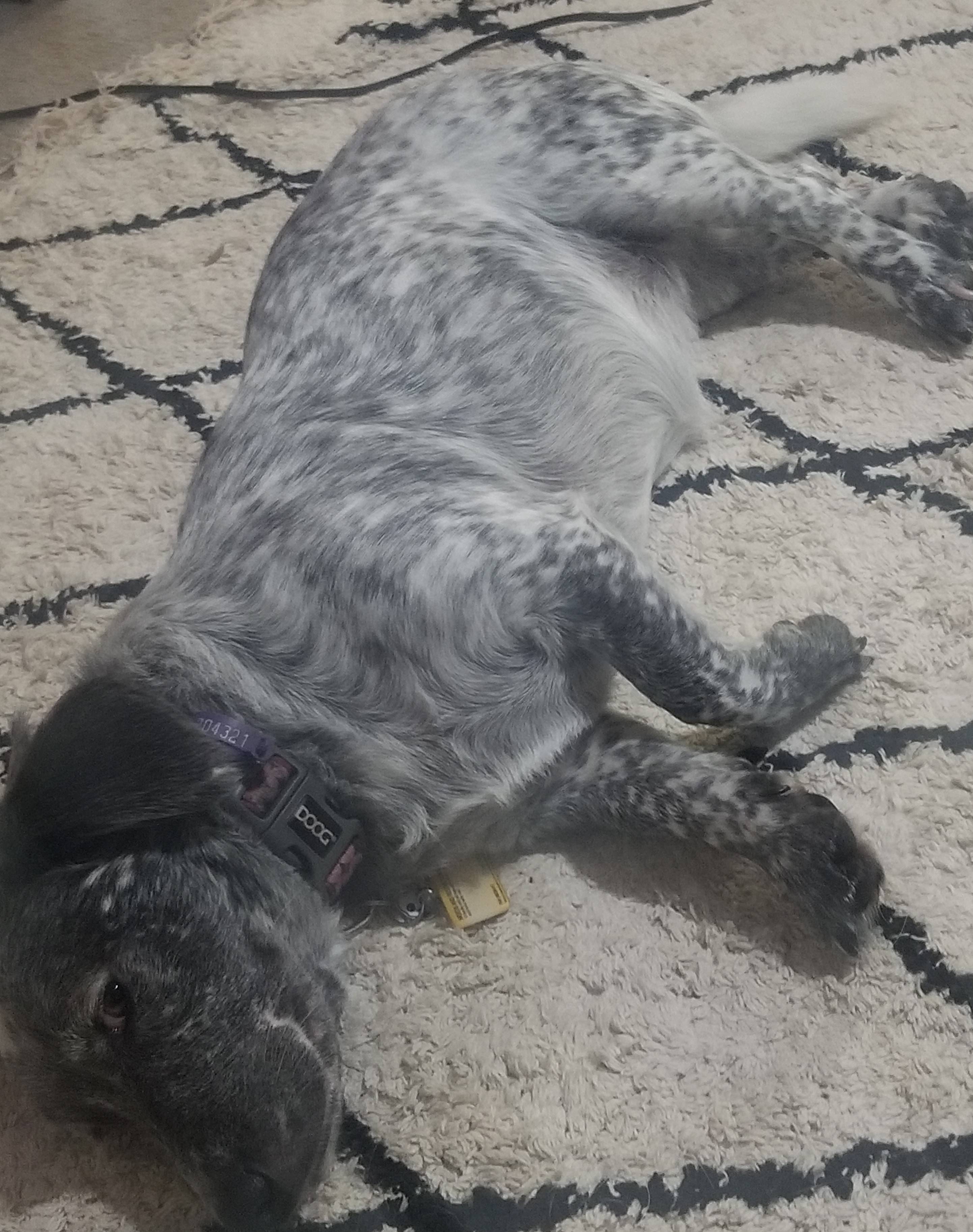 Meet Sidney. Sleepy corgi x cattle dog | Scrolller