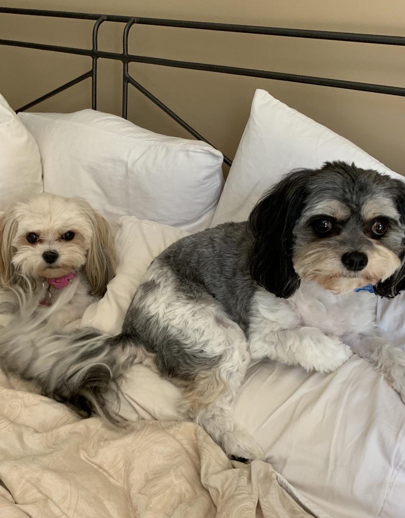 Meet Simba and Nala | Scrolller